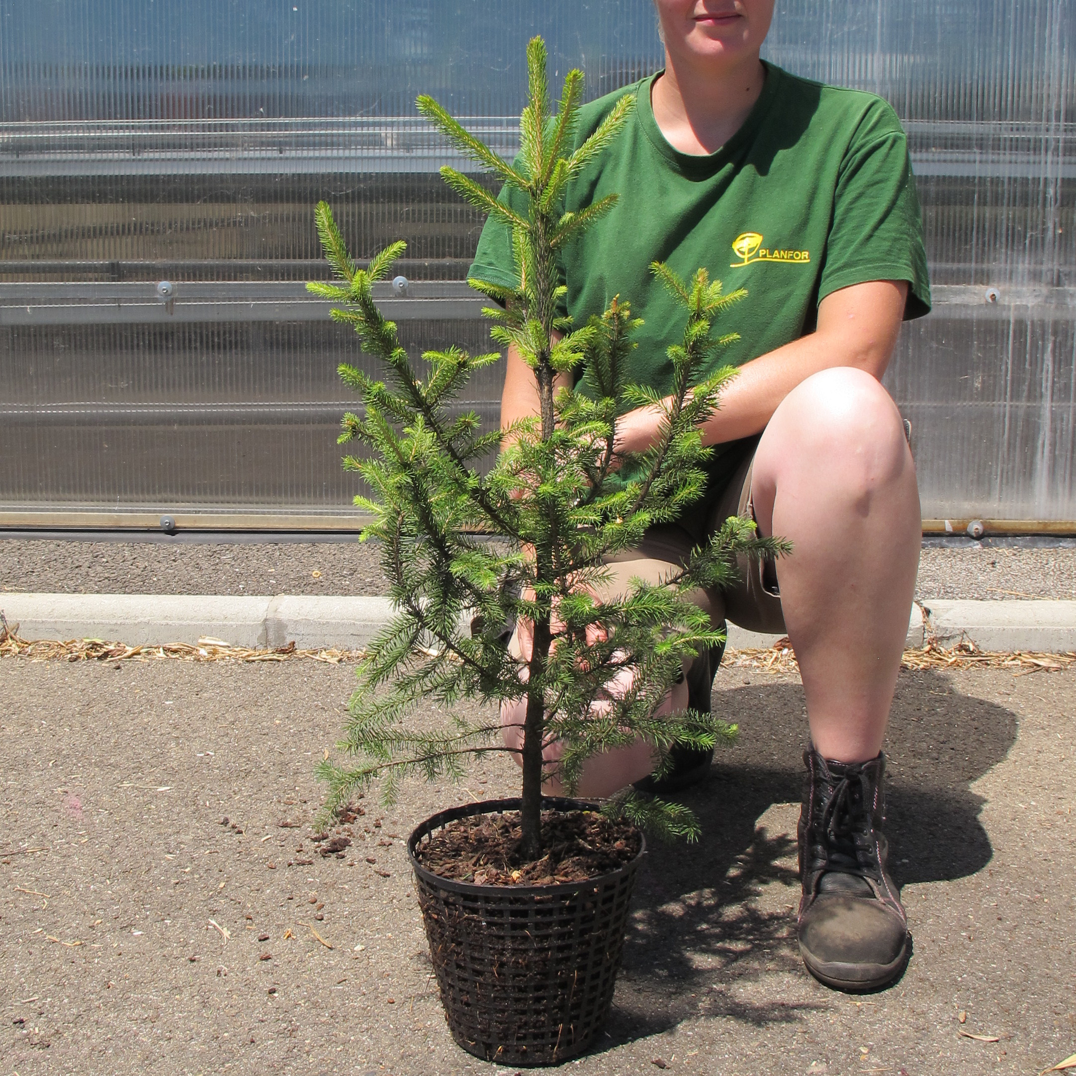 Epicéa commun - Vente en ligne au meilleur prix