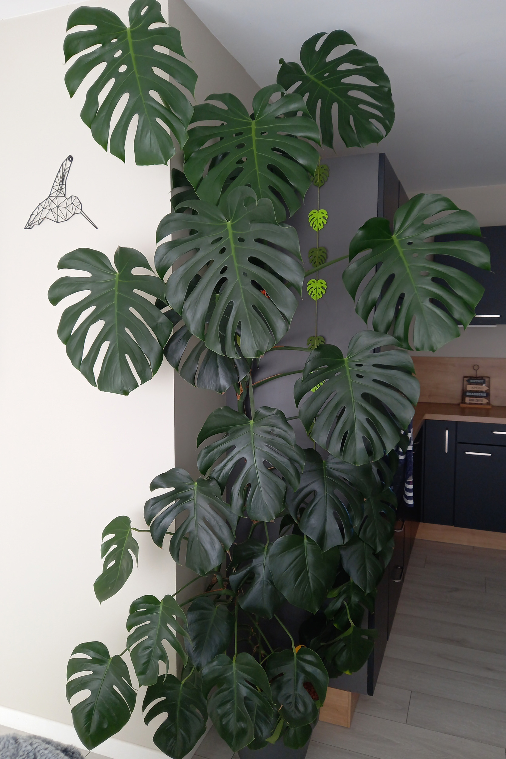 Monstera pertusum, deliciosa - Vente en ligne au meilleur prix
