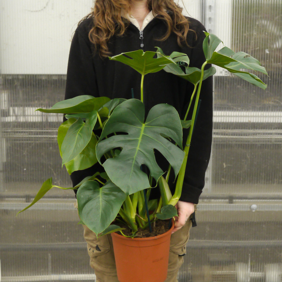 Monstera pertusum, deliciosa - Vente en ligne au meilleur prix
