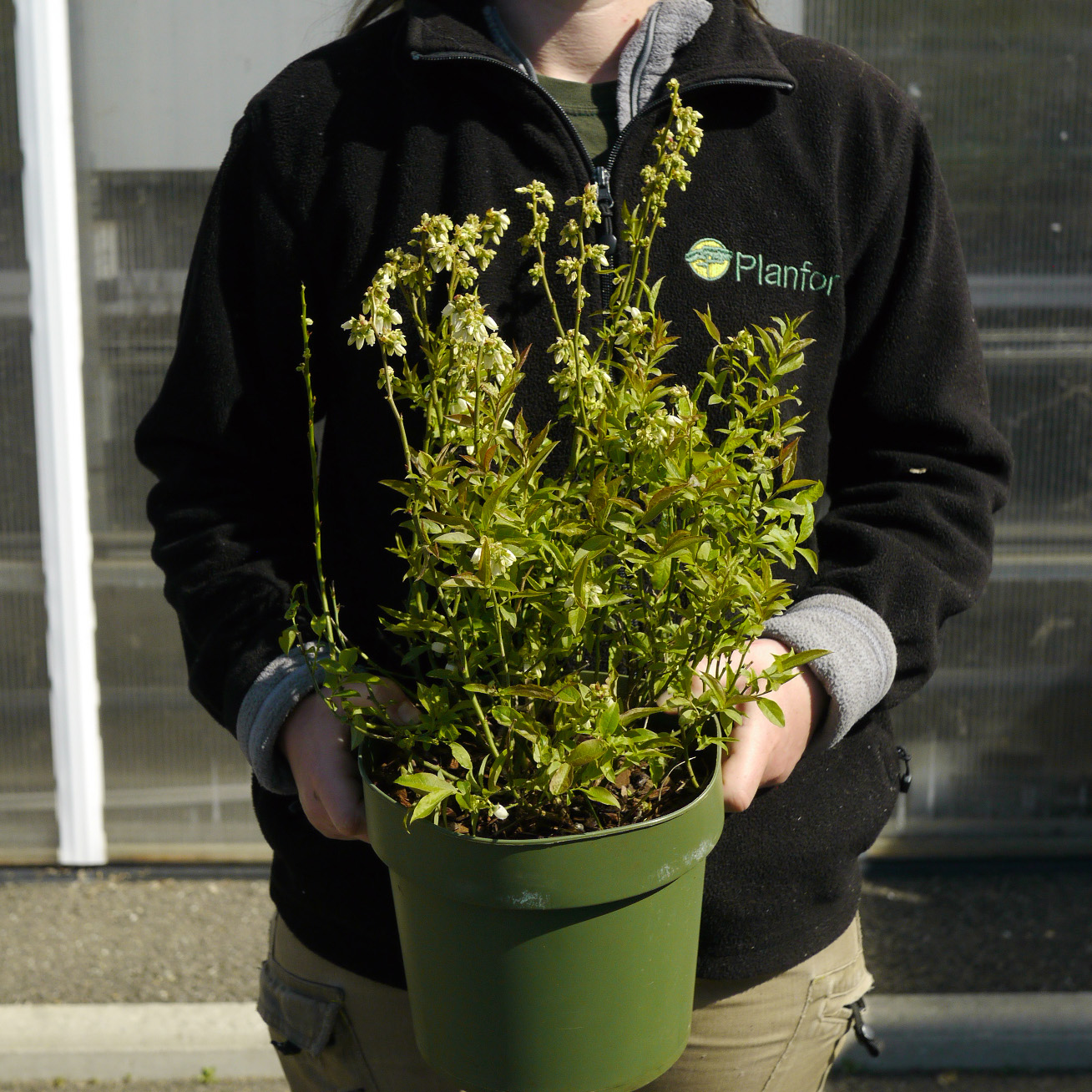 Myrtillier nain autofertile - Vente en ligne au meilleur prix