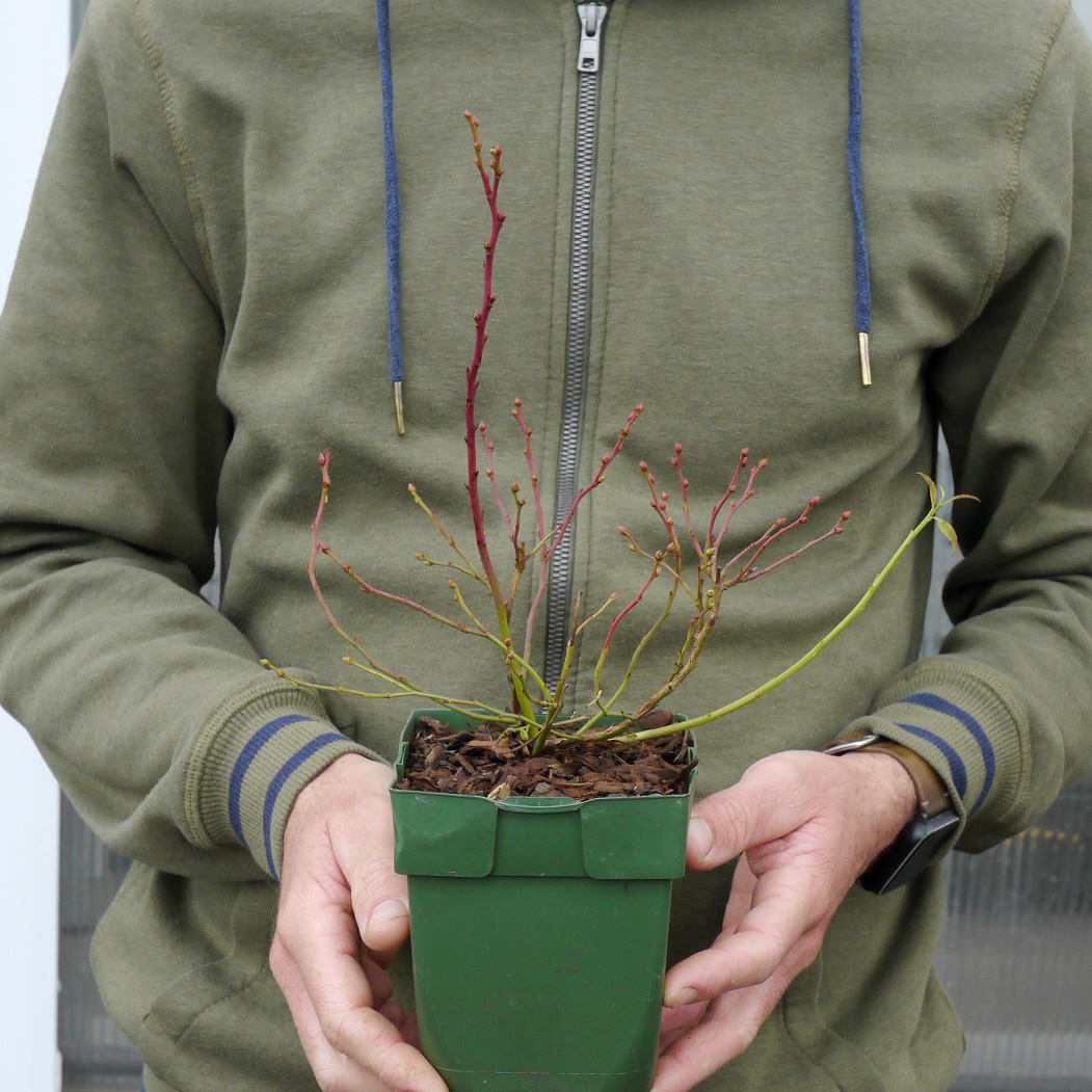 Myrtillier nain autofertile - Vente en ligne au meilleur prix