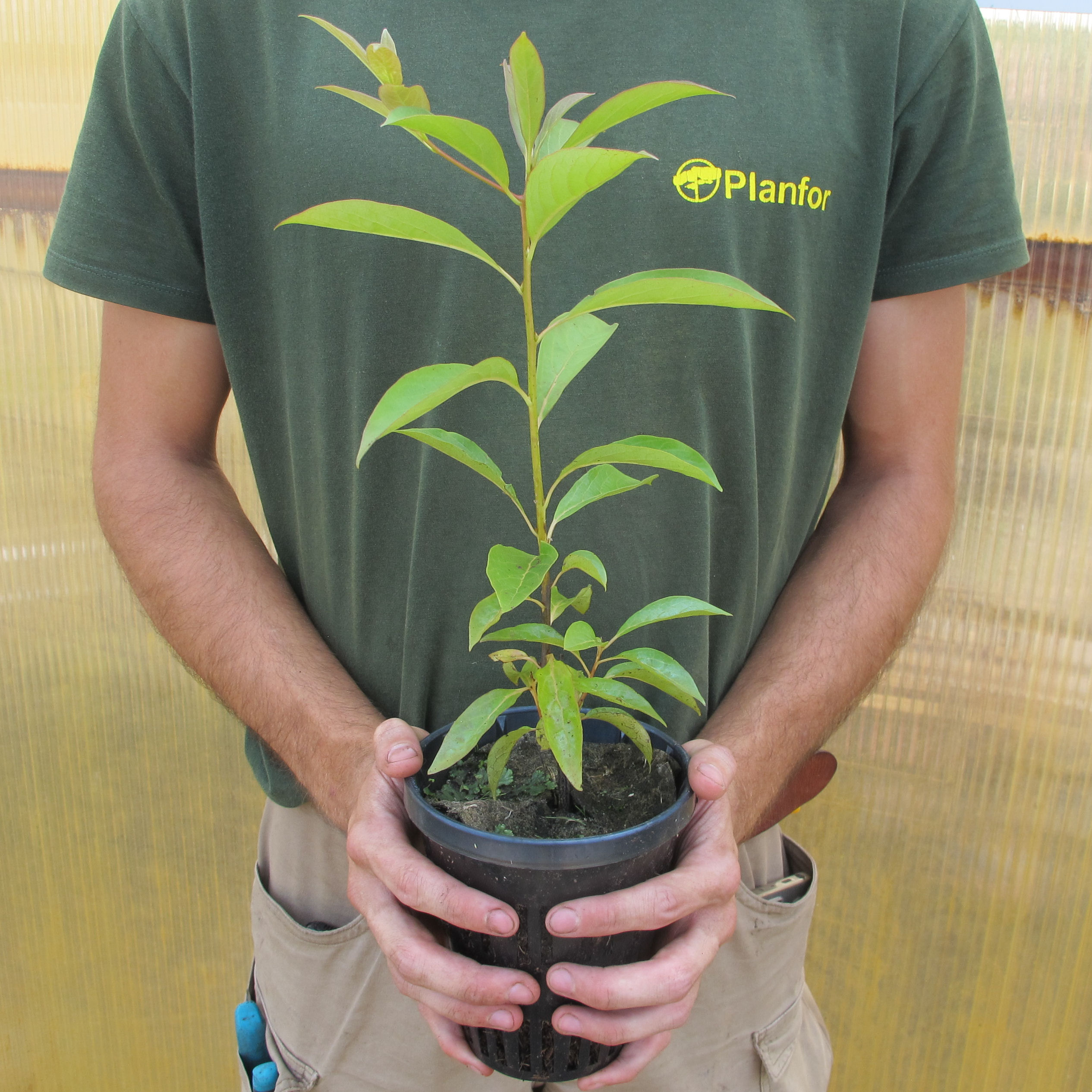 Kaki lotus ou Plaqueminier lotier - Vente en ligne au meilleur prix