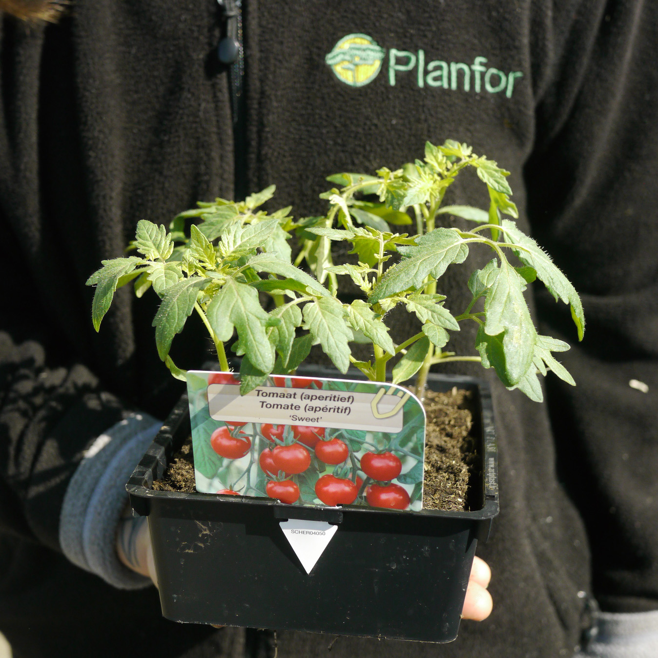 Tomate Sweet Aperitif - Vente en ligne au meilleur prix