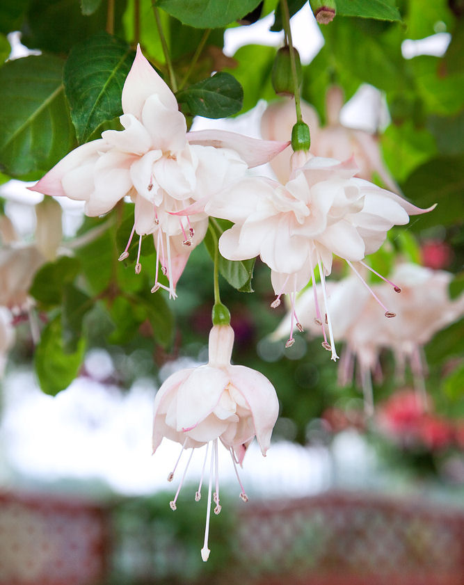 Fuchsia 'White King' - Vente en ligne au meilleur prix