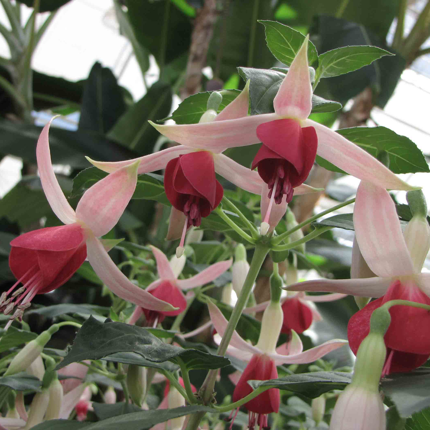 Fuchsia Célia Smedley - Vente en ligne au meilleur prix