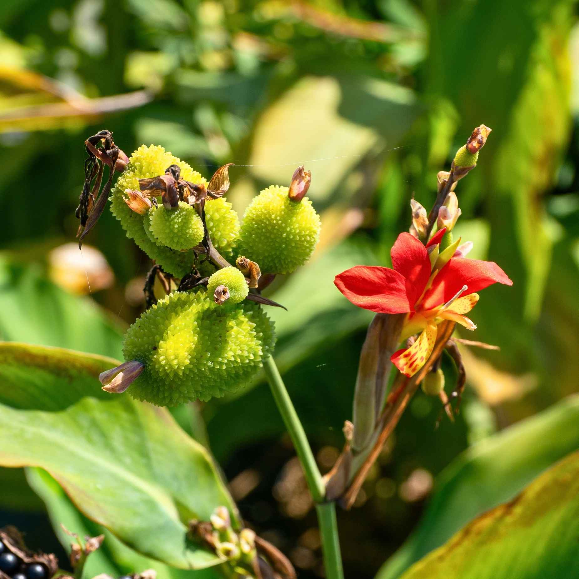 Canna comestible - Vente en ligne au meilleur prix