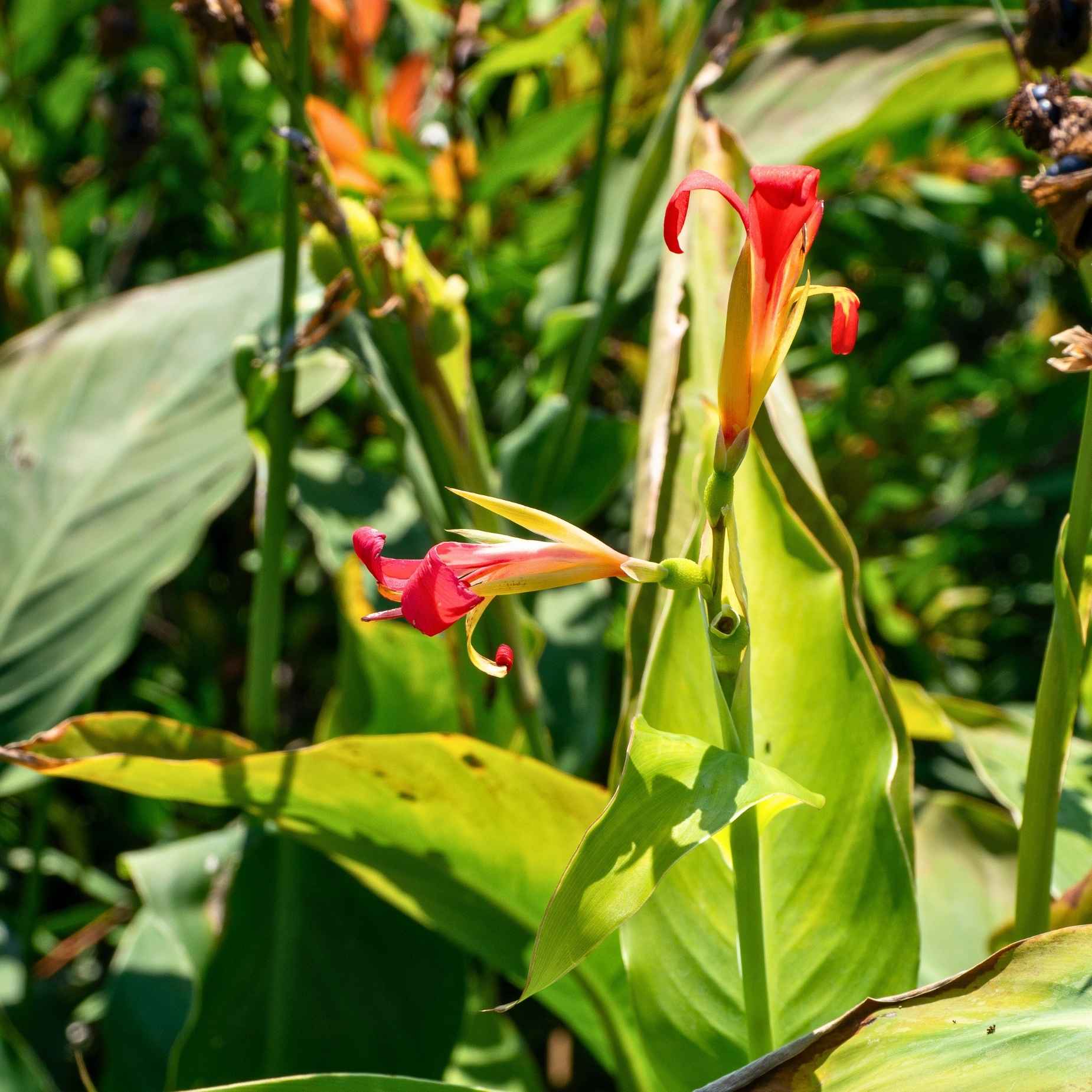 Canna comestible - Vente en ligne au meilleur prix