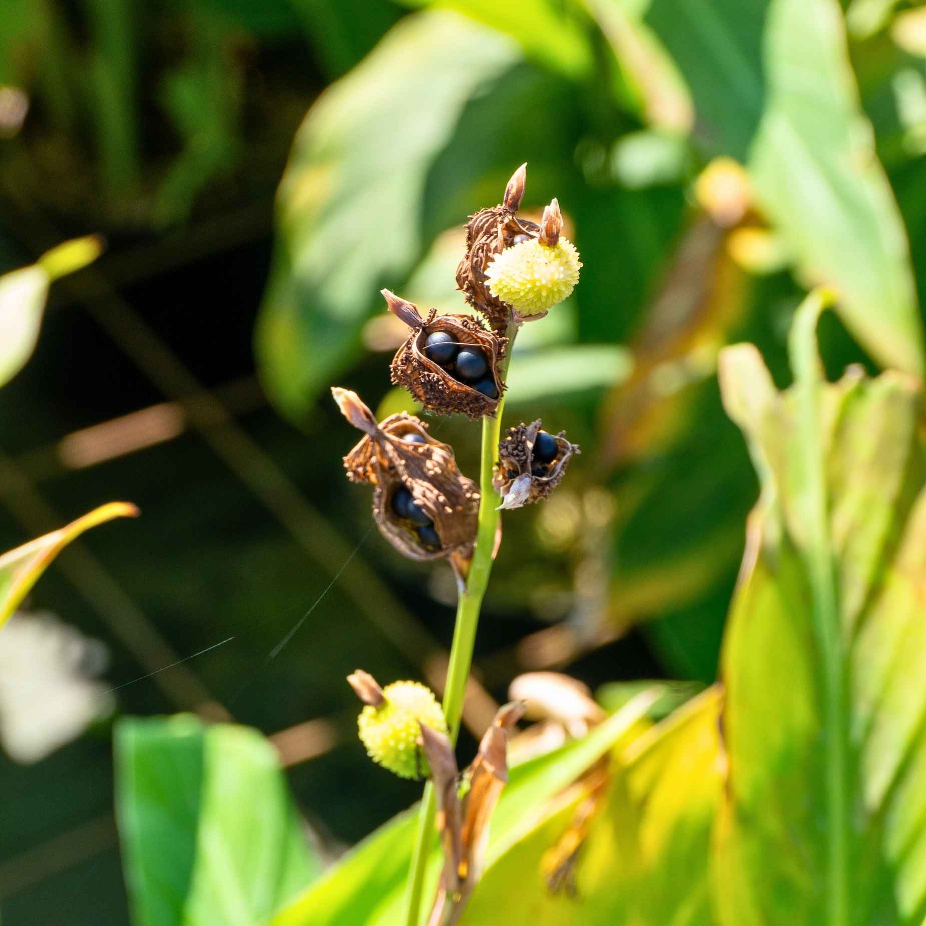 Canna comestible - Vente en ligne au meilleur prix