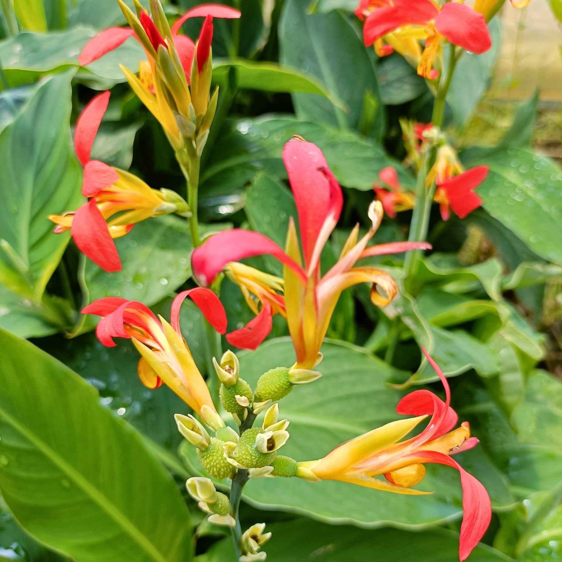 Canna comestible - Vente en ligne au meilleur prix