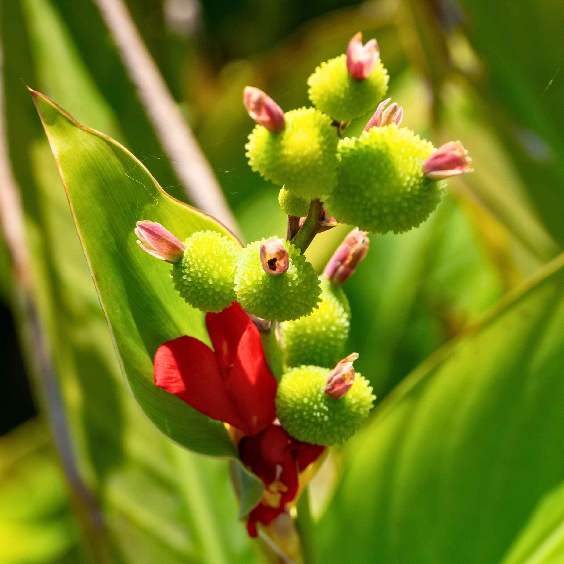 Canna comestible - Vente en ligne au meilleur prix