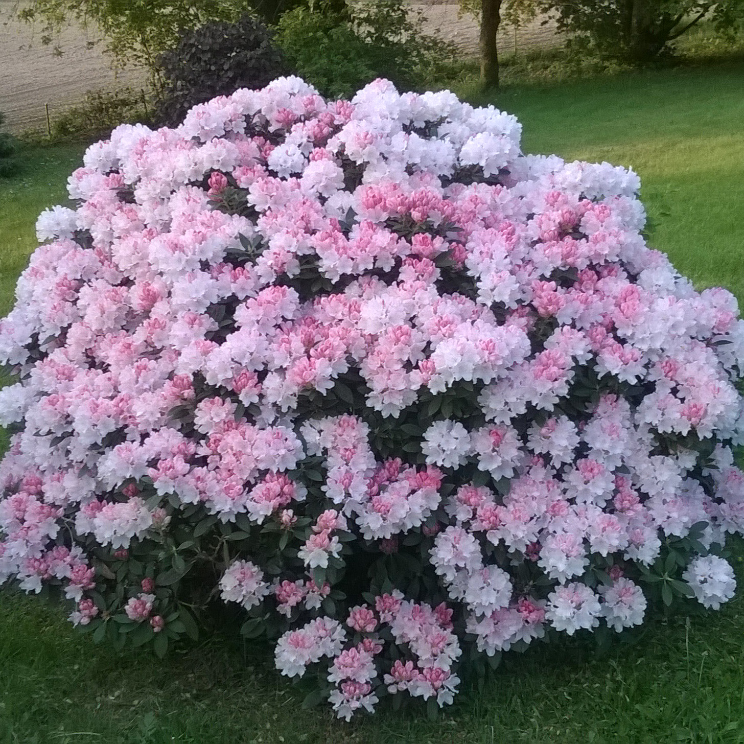 Rhododendron nain 'Percy Wiseman' - Vente en ligne au meilleur prix