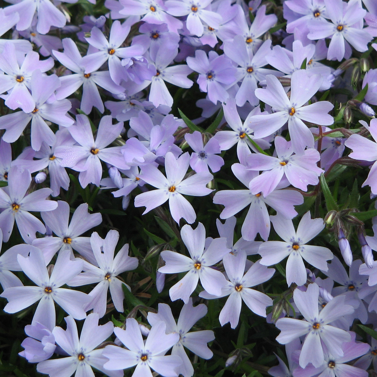 Phlox nain bleu, Phlox mousse bleu - Vente en ligne au meilleur prix