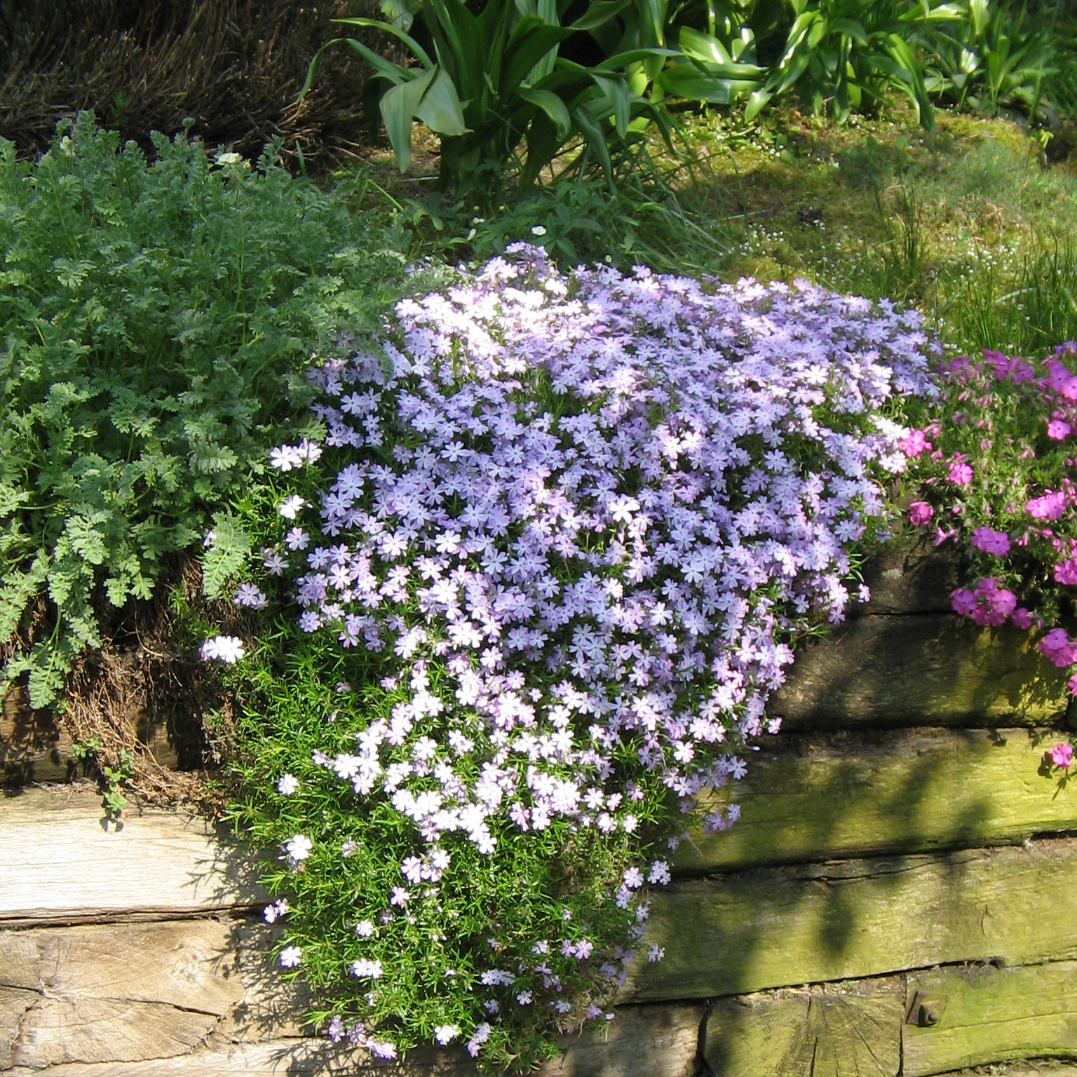 Phlox nain bleu, Phlox mousse bleu - Vente en ligne au meilleur prix