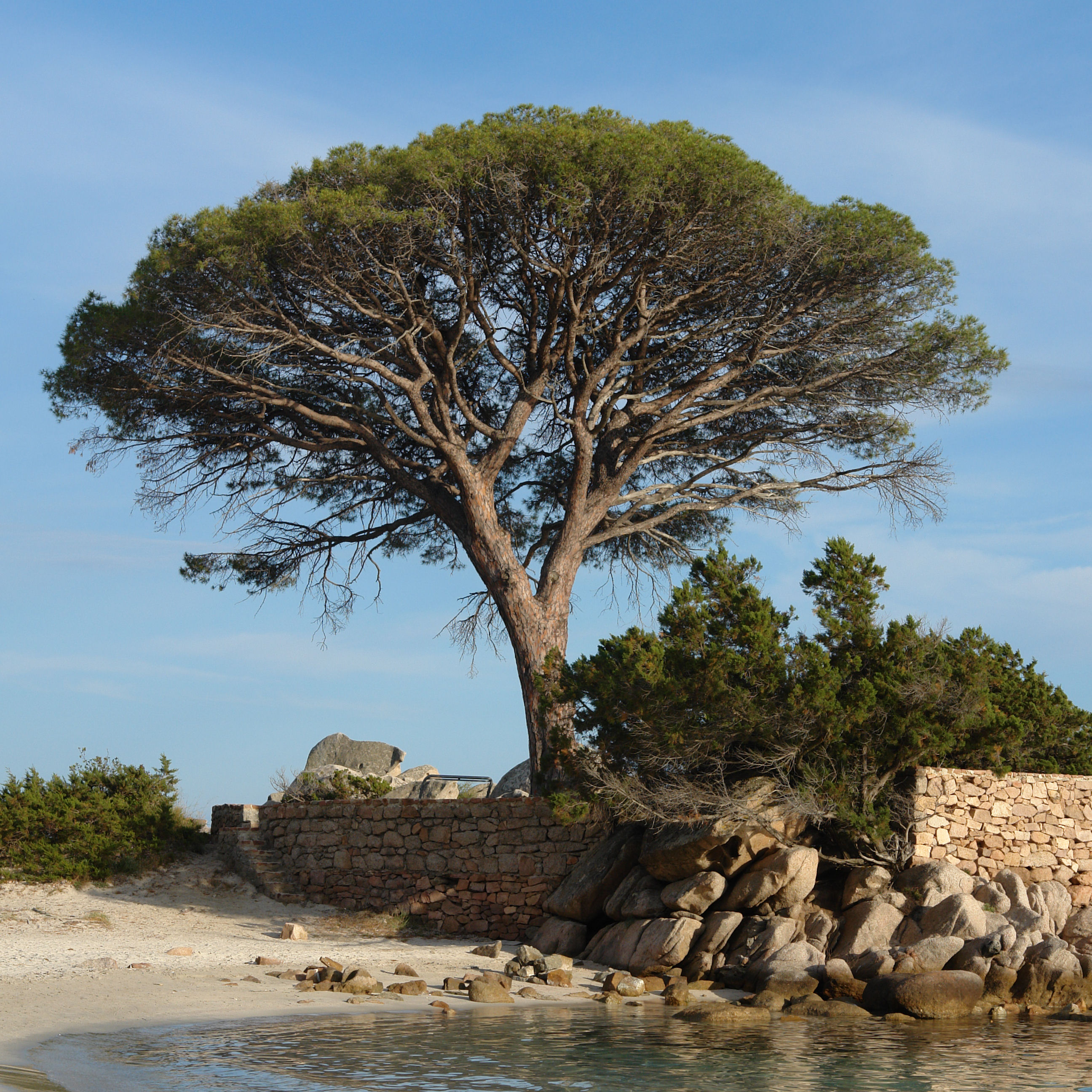 Pin parasol - Vente en ligne au meilleur prix