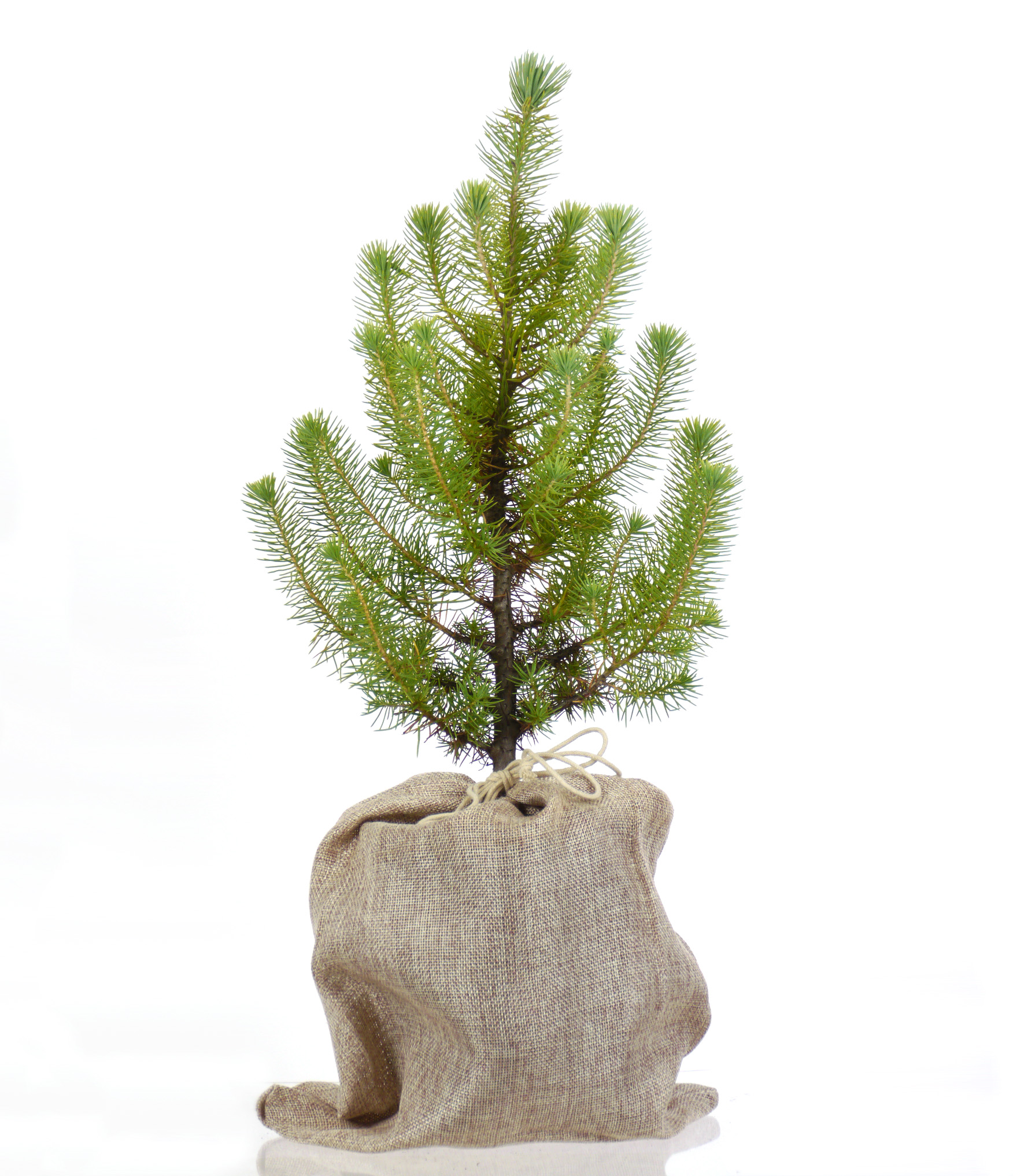 Pin parasol - Vente en ligne au meilleur prix