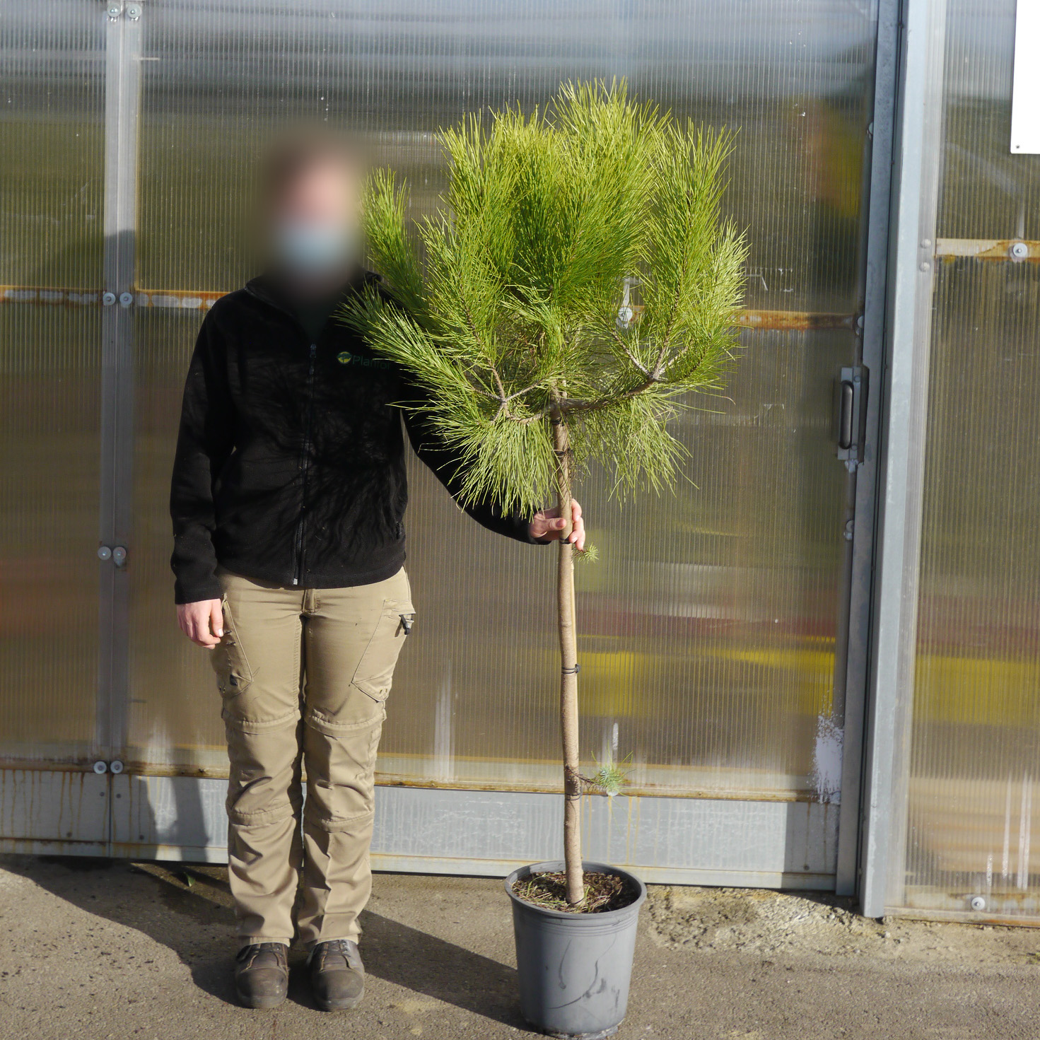 Pin parasol - Vente en ligne au meilleur prix