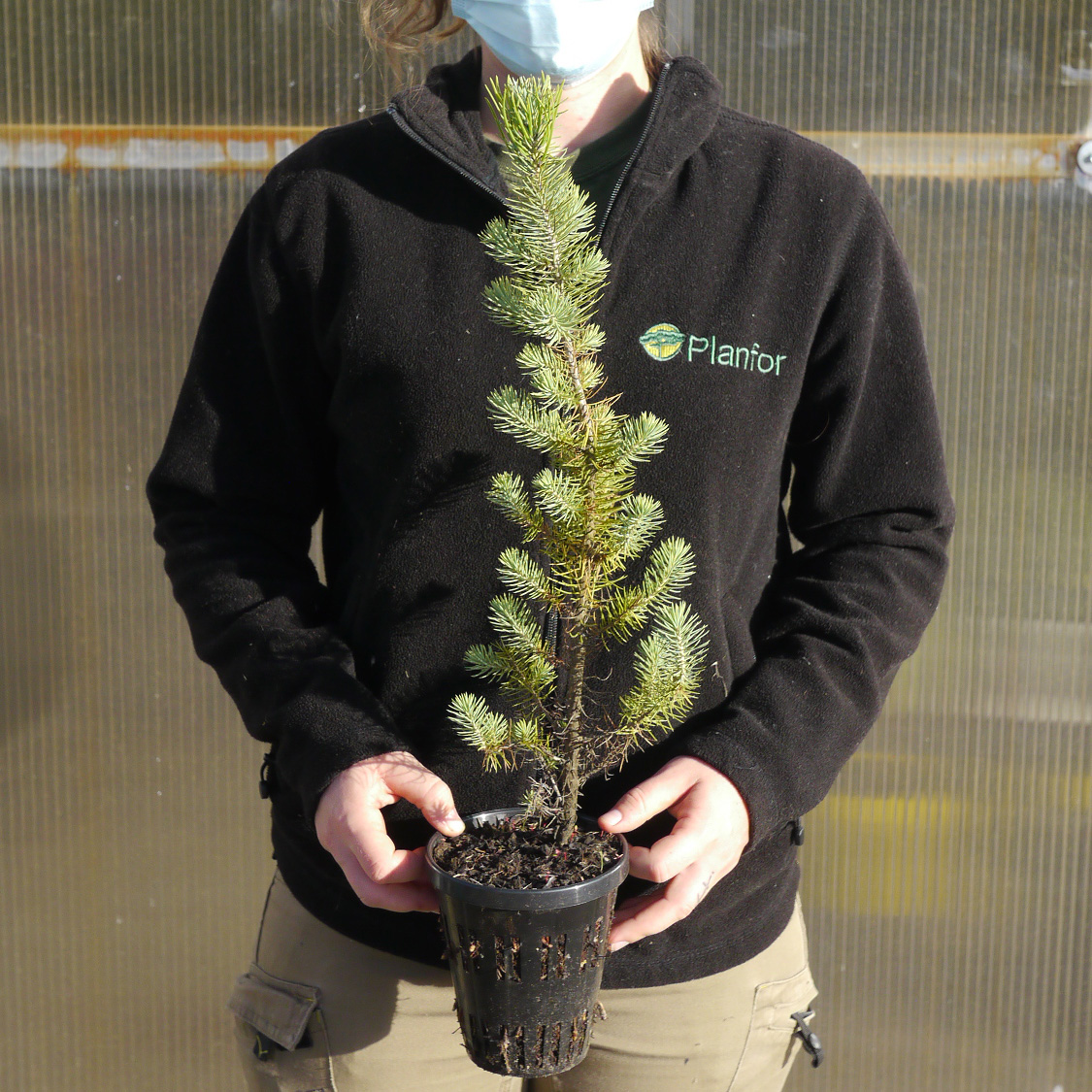 Pin parasol - Vente en ligne au meilleur prix