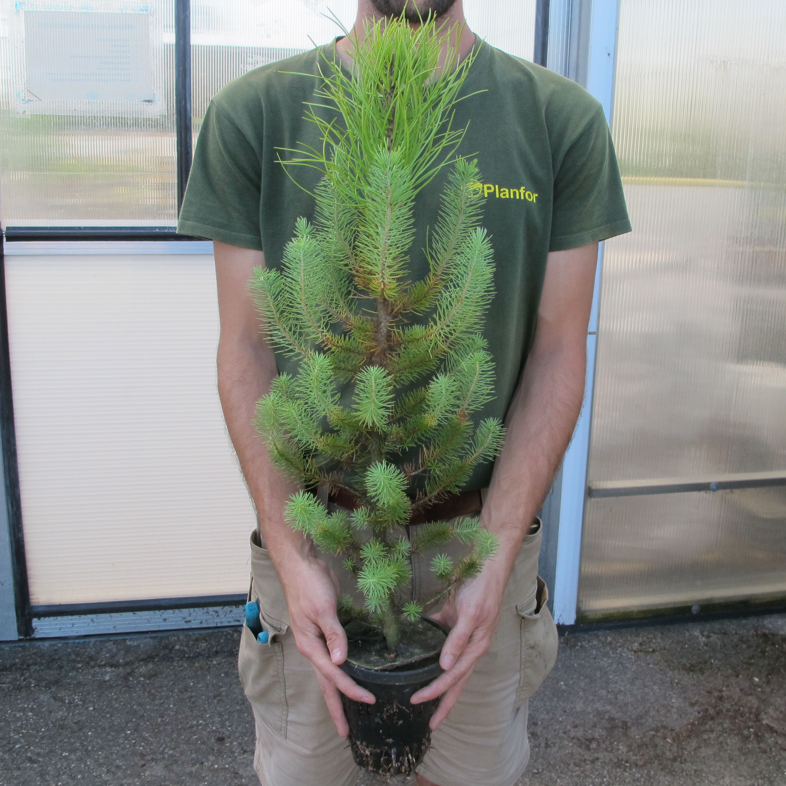 Pin parasol - Vente en ligne au meilleur prix