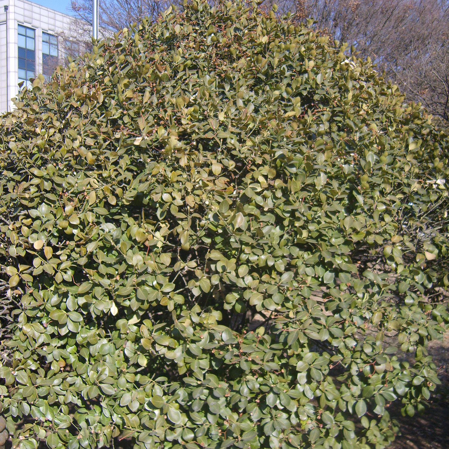 Fusain du Japon à grandes feuilles - Vente en ligne au meilleur prix