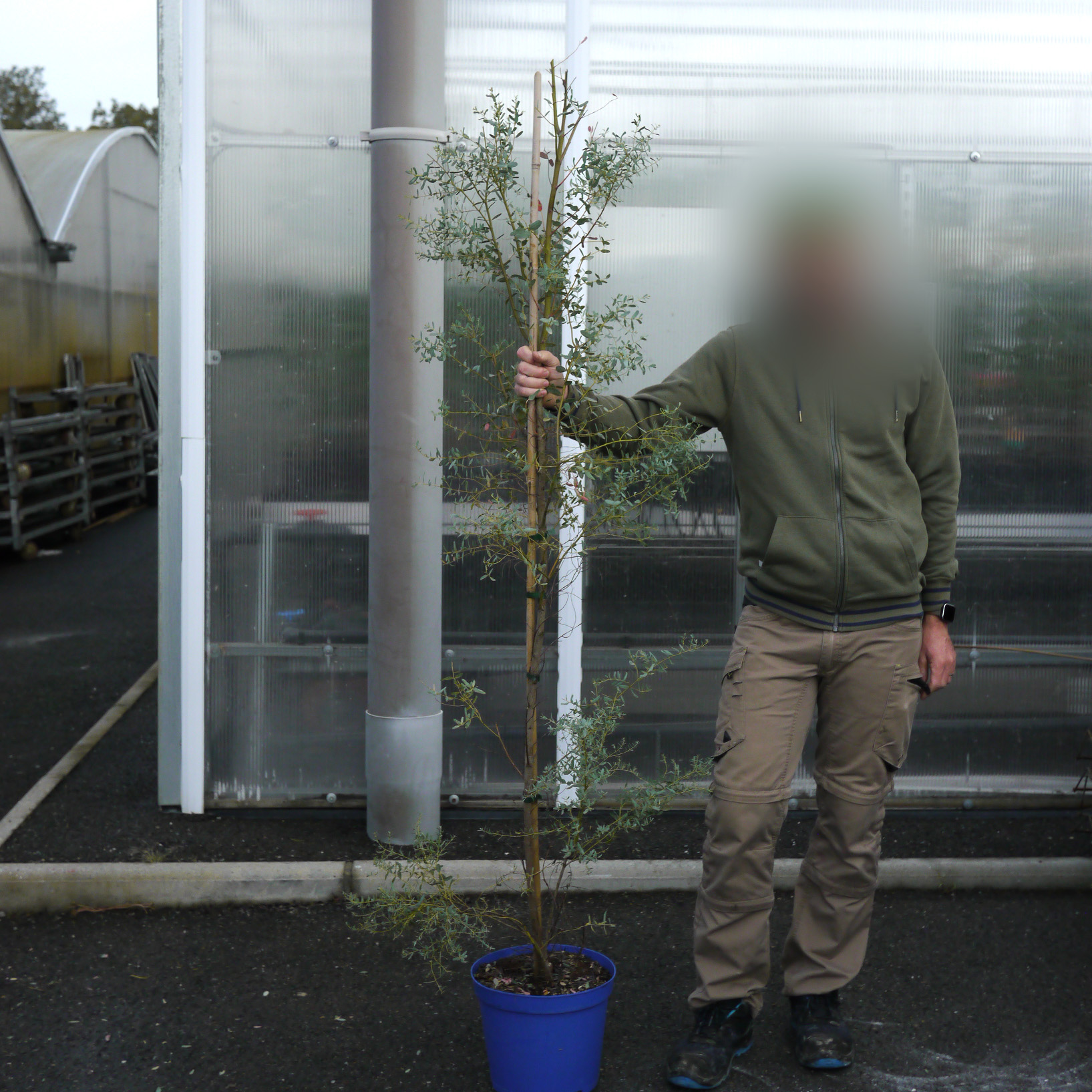 Eucalyptus 'France Bleu' - Vente en ligne au meilleur prix