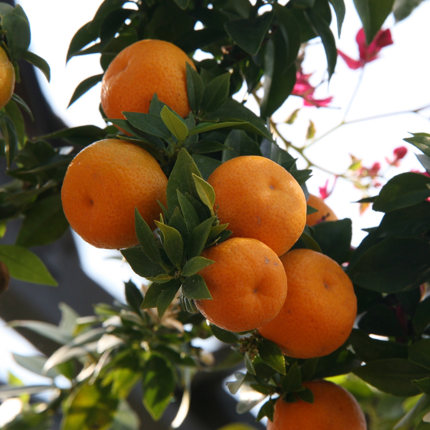 Chinotto, Mandarinier chinois - Vente en ligne au meilleur prix