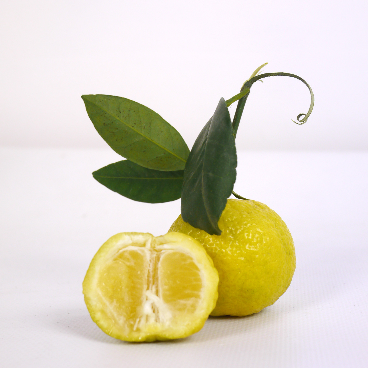 Citronnier doux - Vente en ligne au meilleur prix