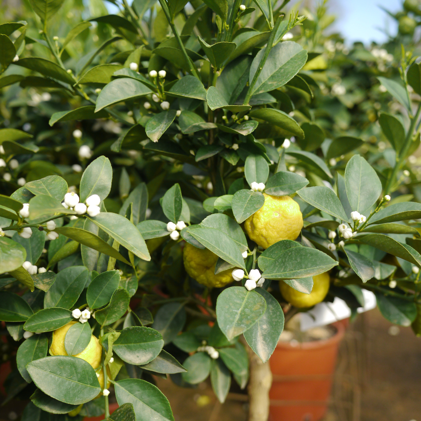 Citronnier doux - Vente en ligne au meilleur prix