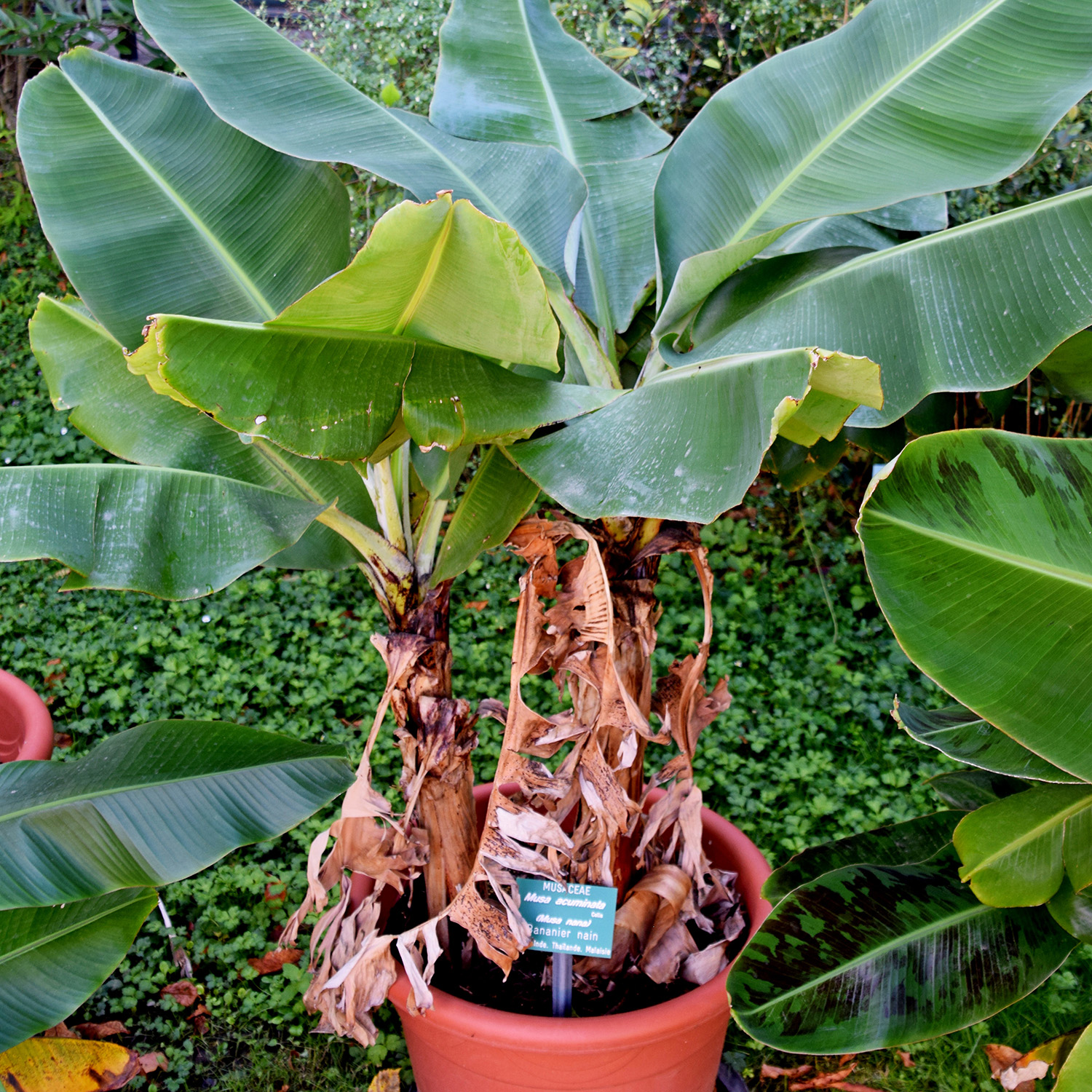 Bananier nain à fruits - Vente en ligne au meilleur prix