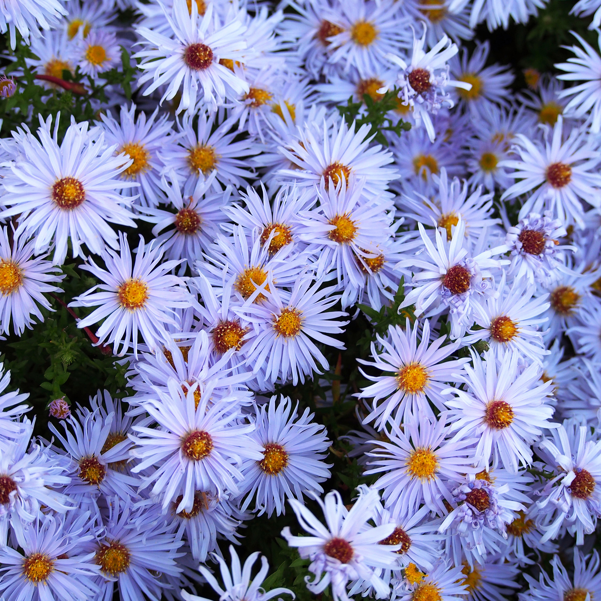 Aster d'automne bleu - Vente en ligne au meilleur prix