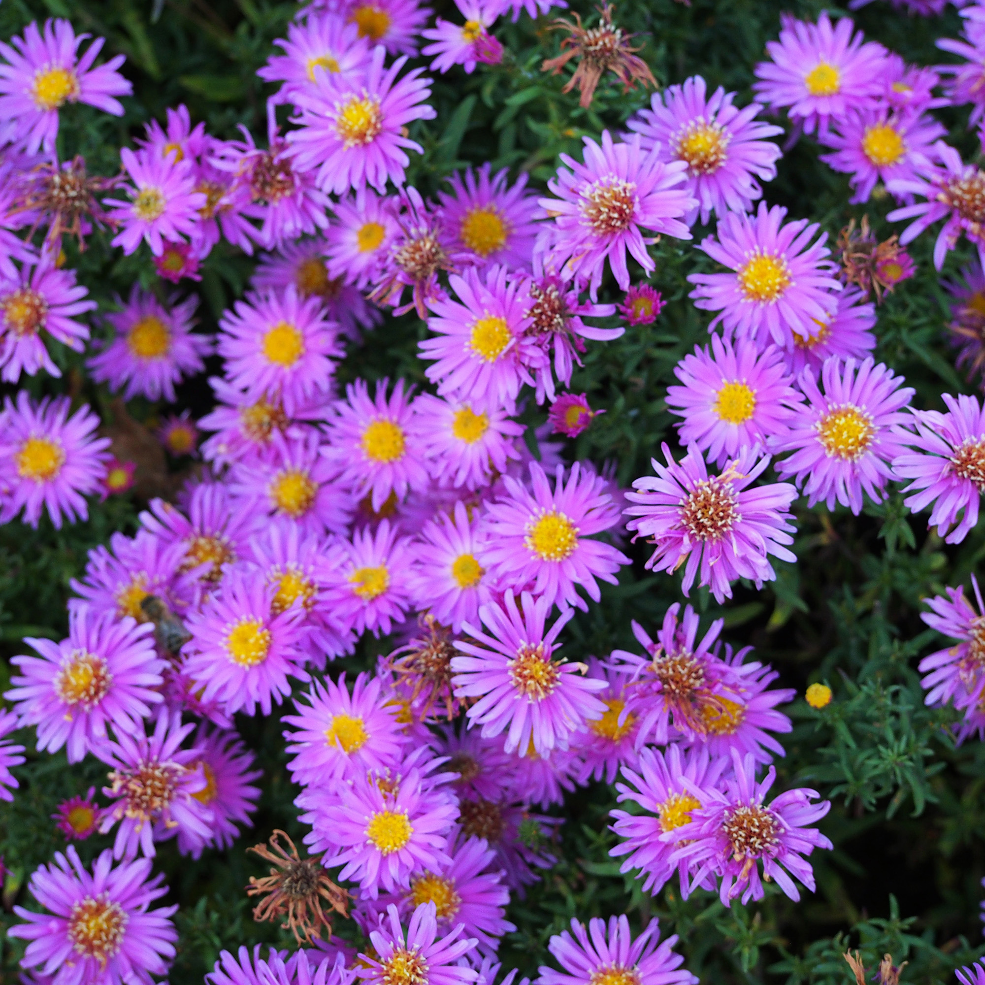 Aster d'automne violet - Vente en ligne au meilleur prix
