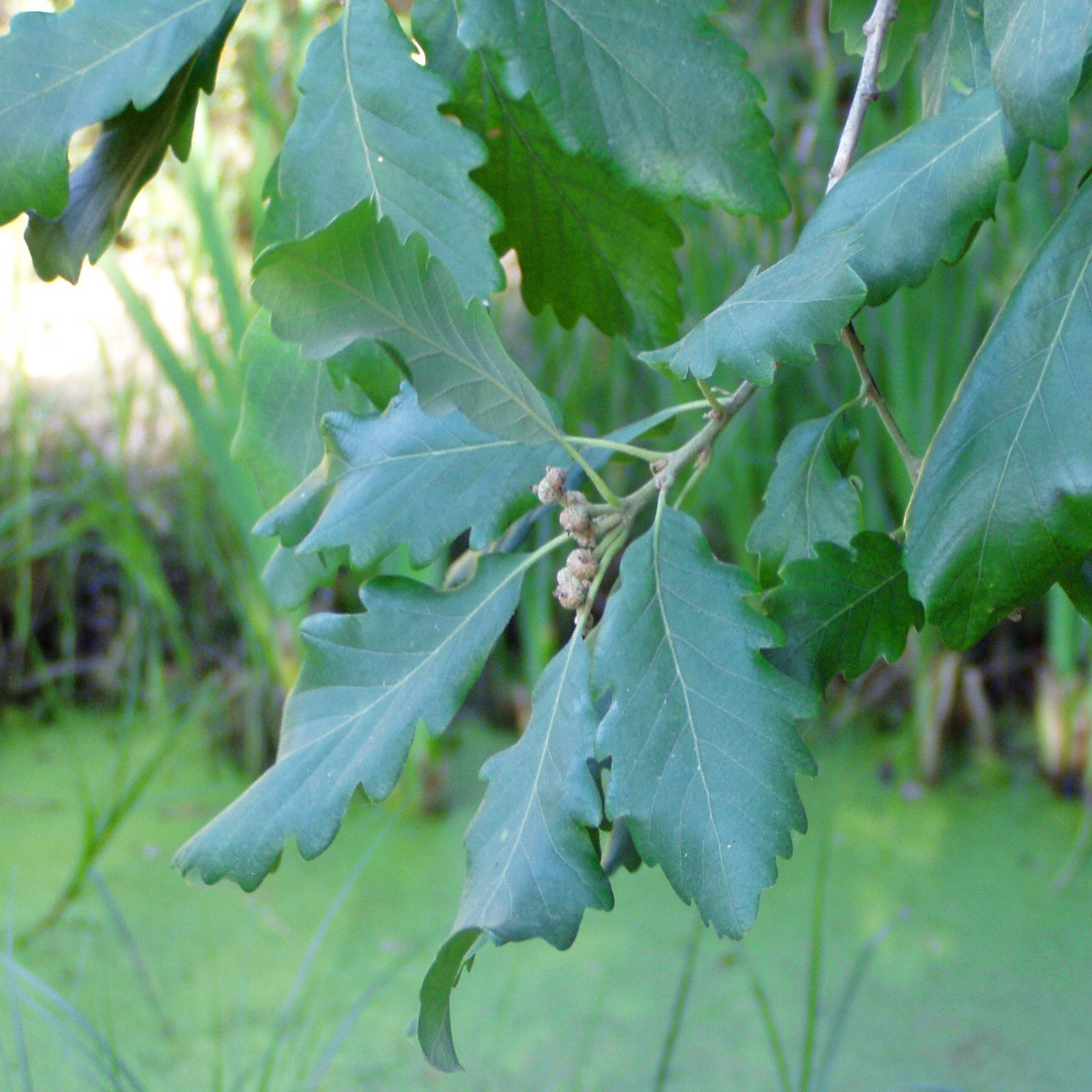 Chêne zéen, Chêne des Canaries - Vente en ligne au meilleur prix