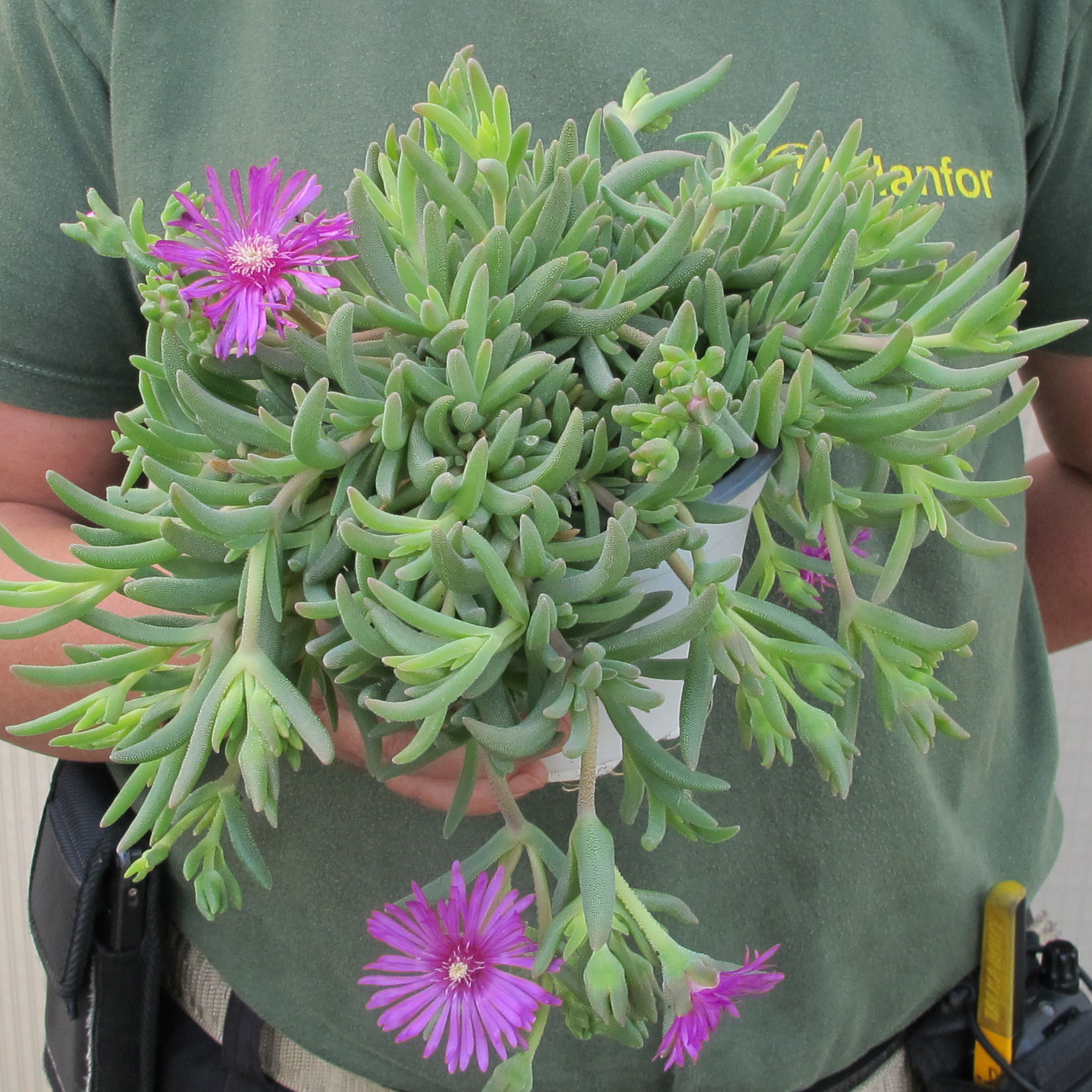 Pourpier vivace carmin - Vente en ligne au meilleur prix