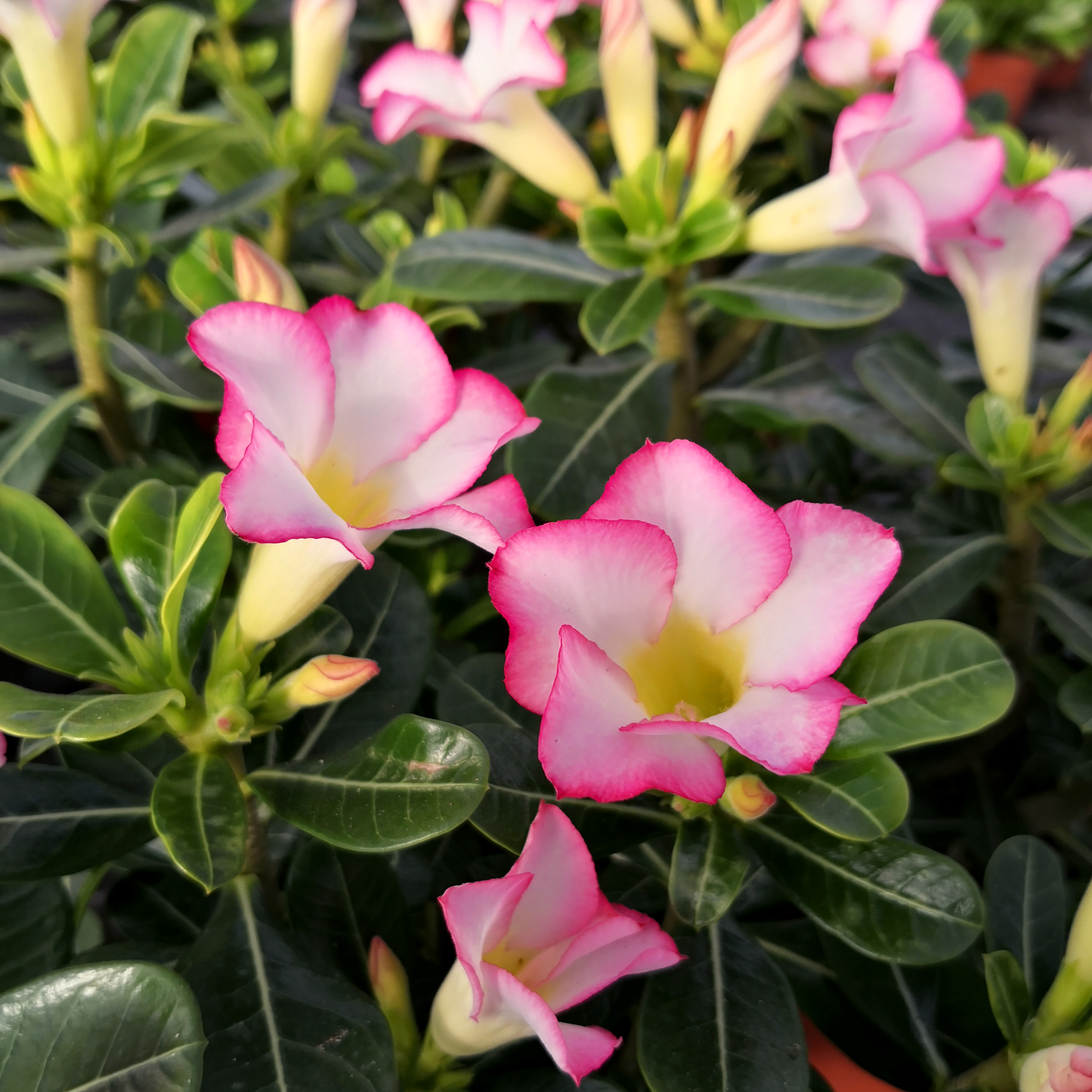 Rose du Désert - Floraison rose - Vente en ligne au meilleur prix