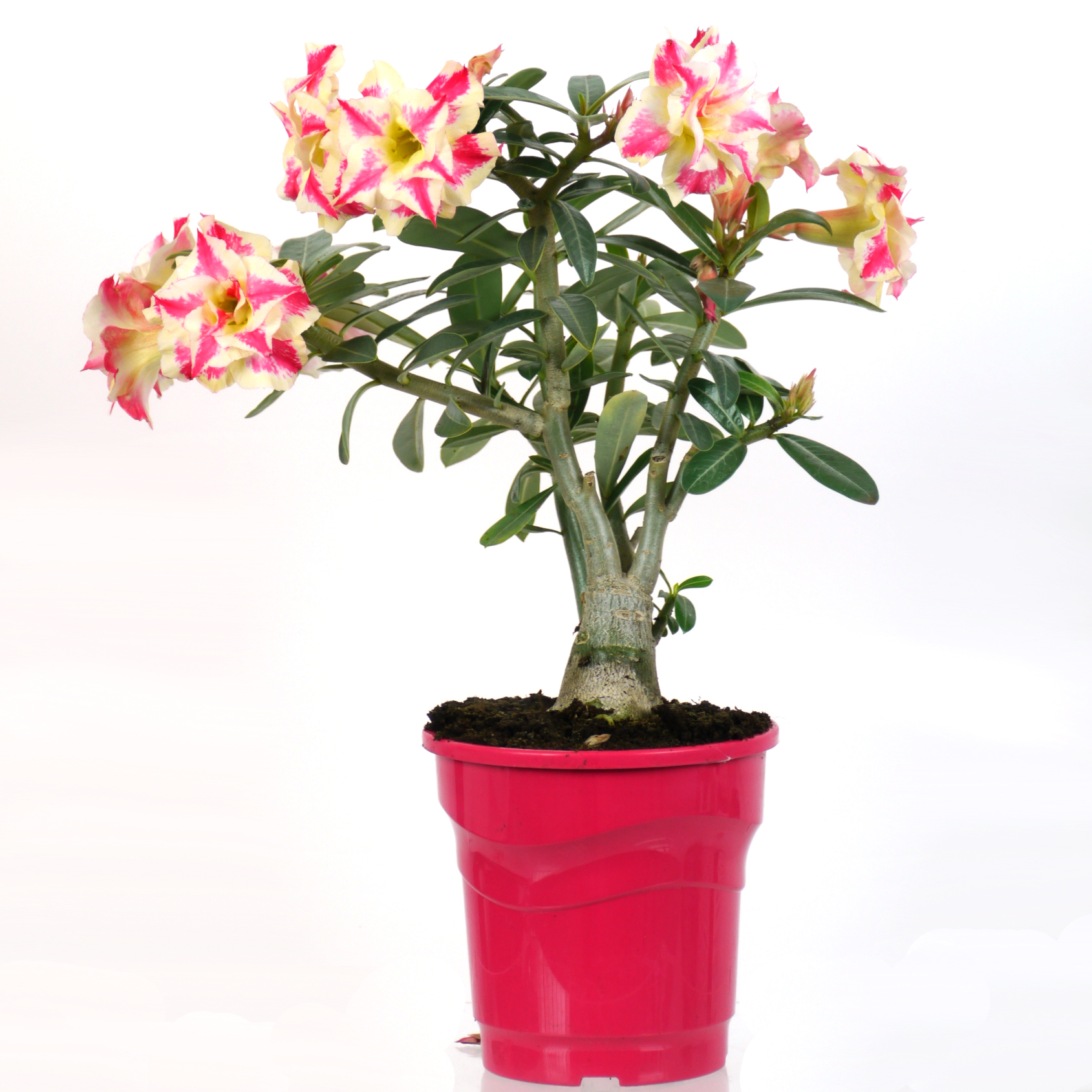 Rose du Désert specimen - Vente en ligne au meilleur prix