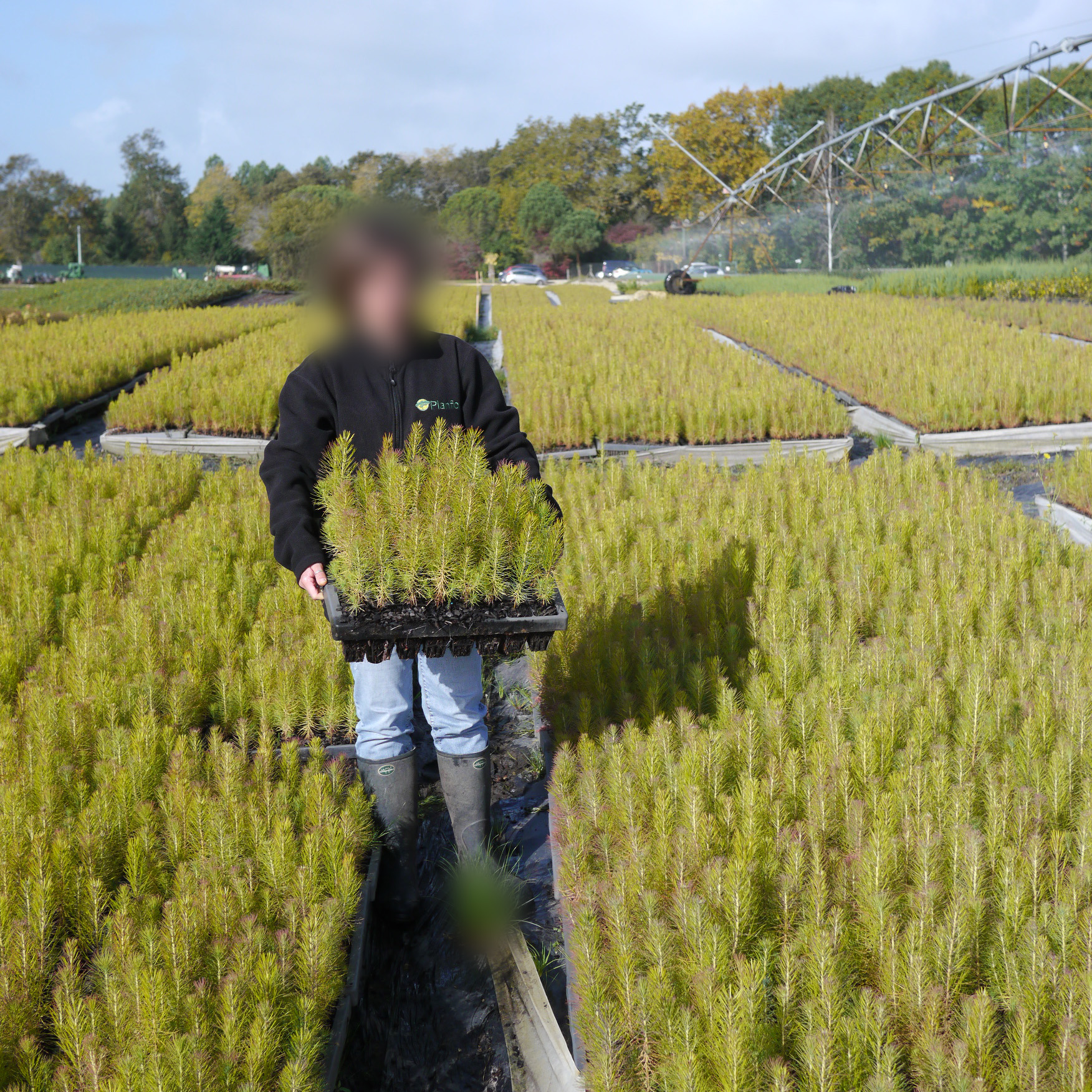 Pin taeda, Pin à encens - Vente en ligne au meilleur prix