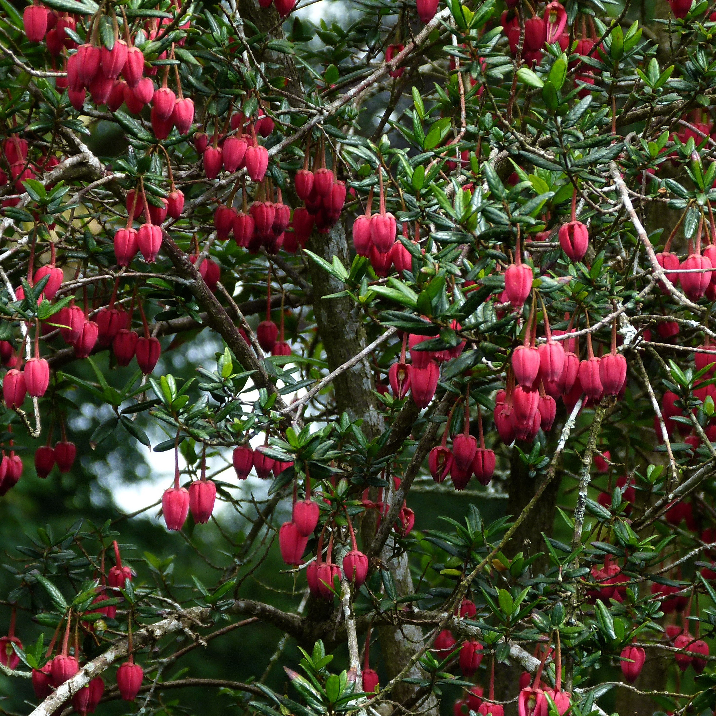 Arbre aux lanternes - Vente en ligne au meilleur prix