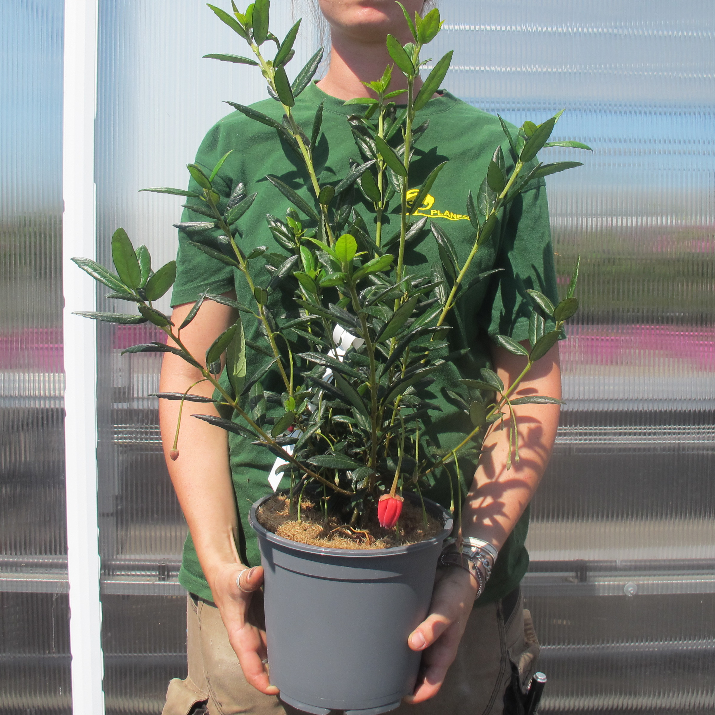 Arbre aux lanternes - Vente en ligne au meilleur prix