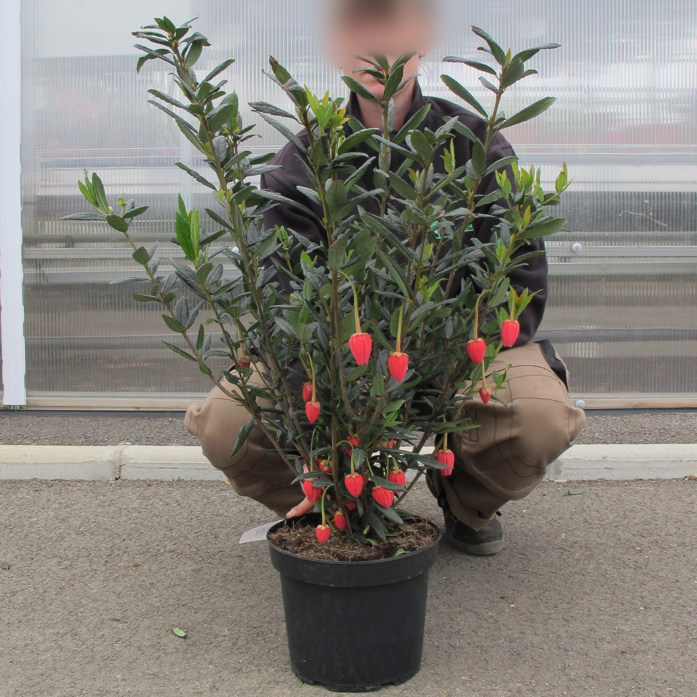 Arbre aux lanternes - Vente en ligne au meilleur prix