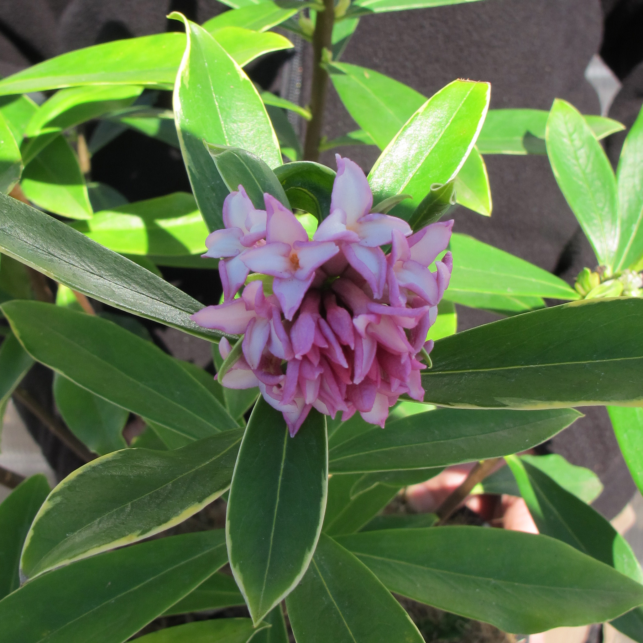 Daphné - Vente en ligne au meilleur prix