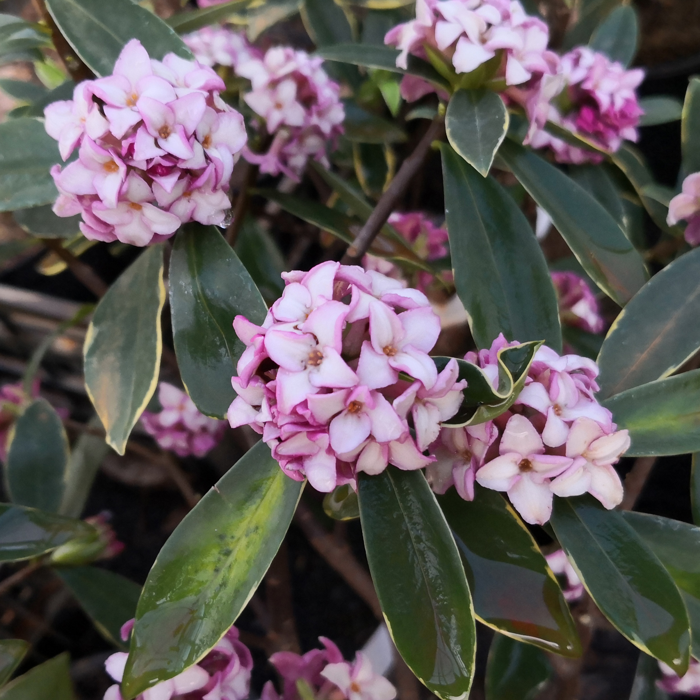 Daphné - Vente en ligne au meilleur prix