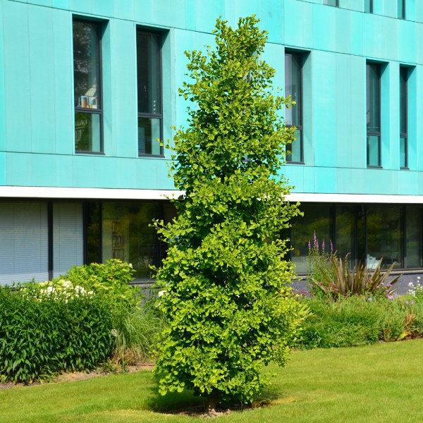 Ginkgo biloba fastigié - Vente en ligne au meilleur prix