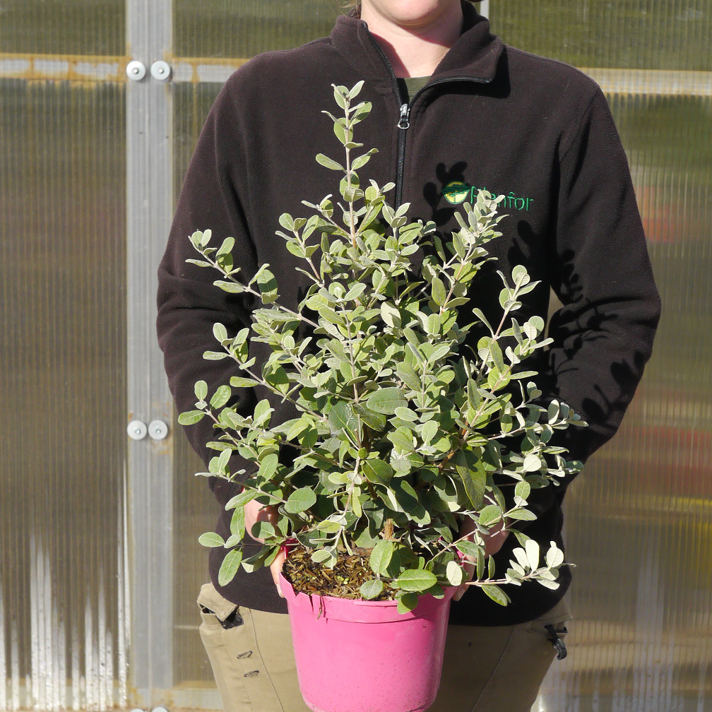 Goyavier de Montevideo, Acca, Goyavier du Brésil - Vente en ligne au ...