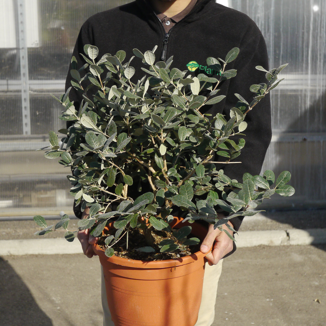 Goyavier de Montevideo, Acca, Goyavier du Brésil - Vente en ligne au ...