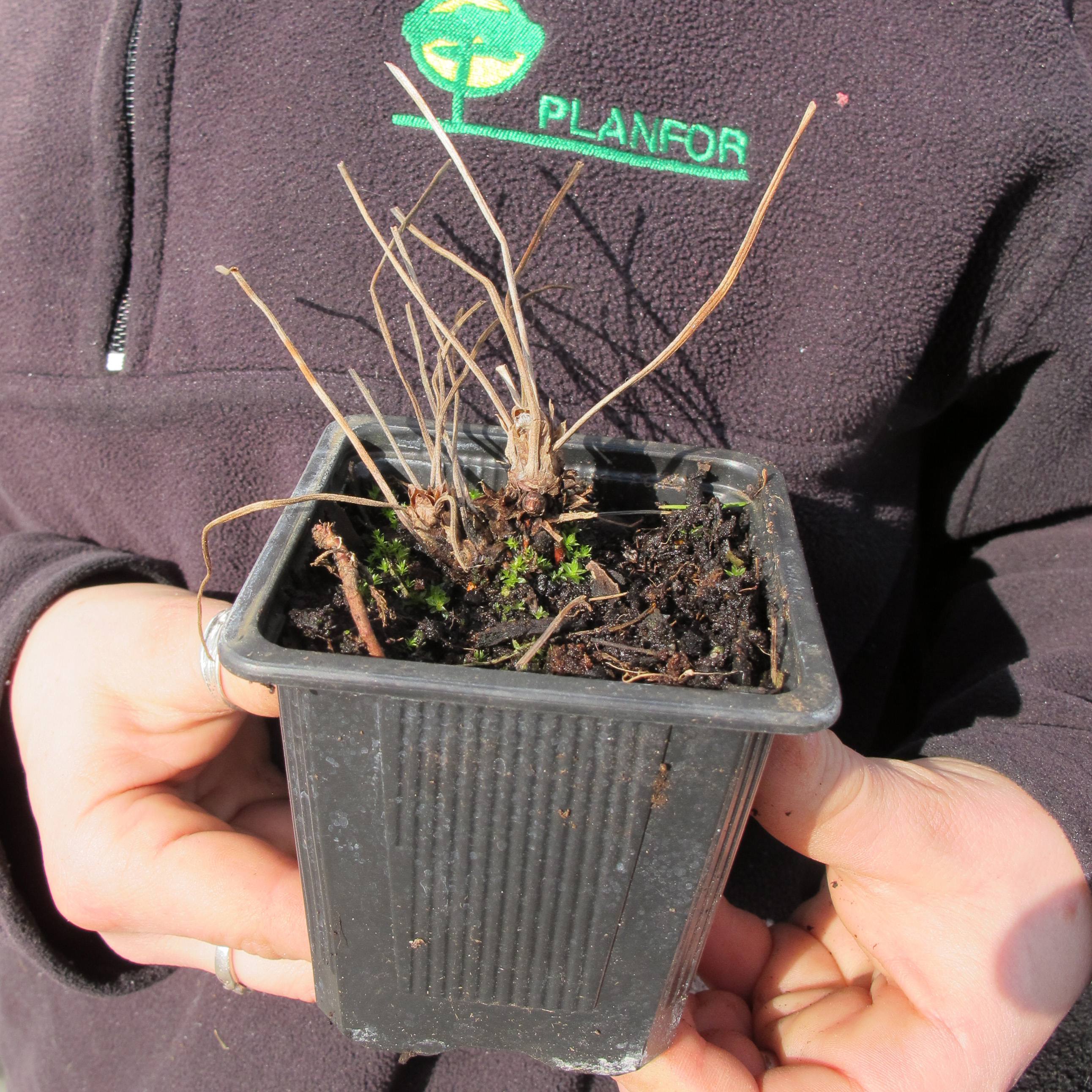 Géranium 'Johnson Blue' - Vente en ligne au meilleur prix