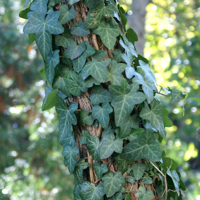 Lierre commun - Vente en ligne au meilleur prix