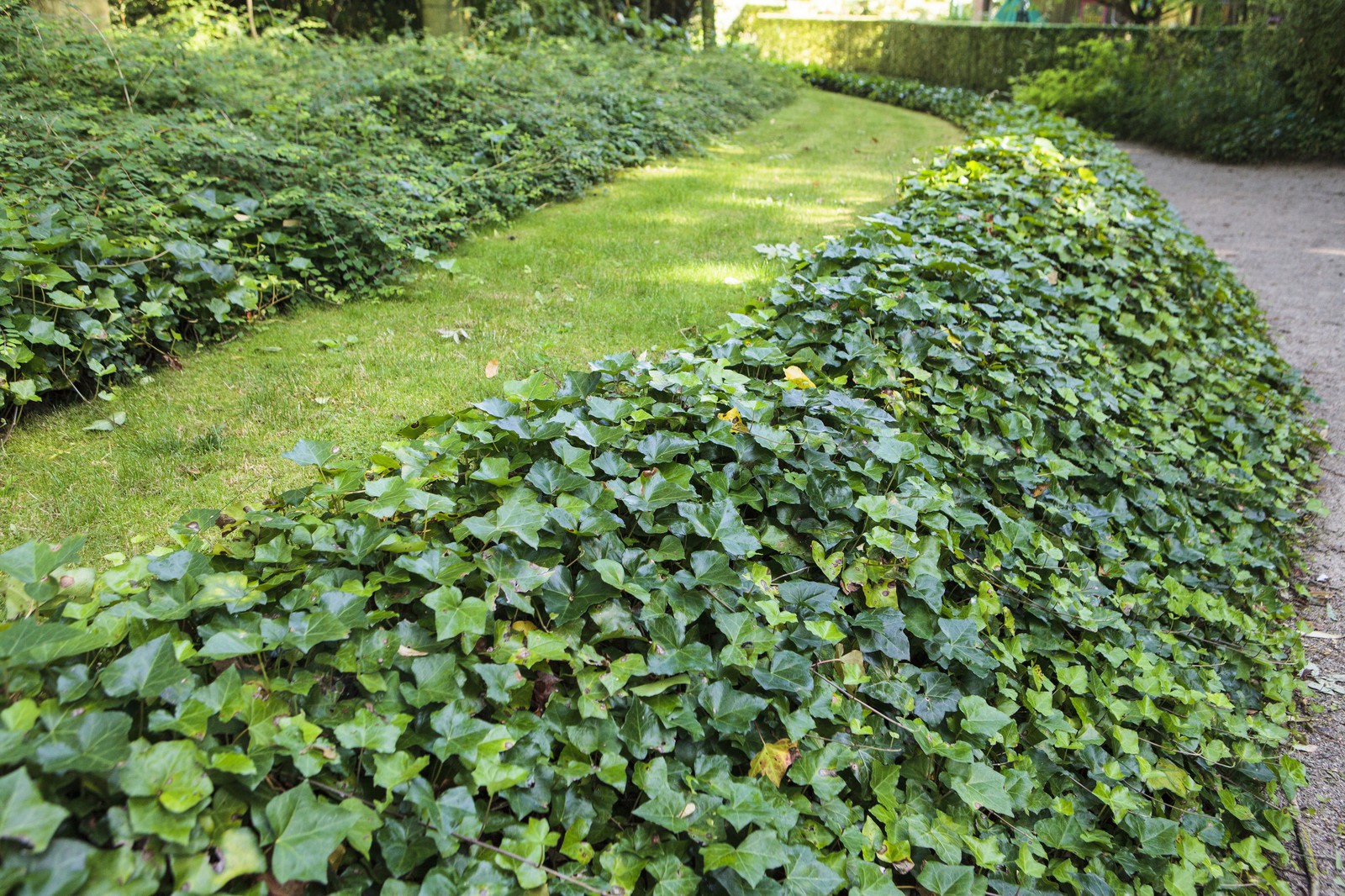 Lierre commun 'Green ripple' - Vente en ligne au meilleur prix