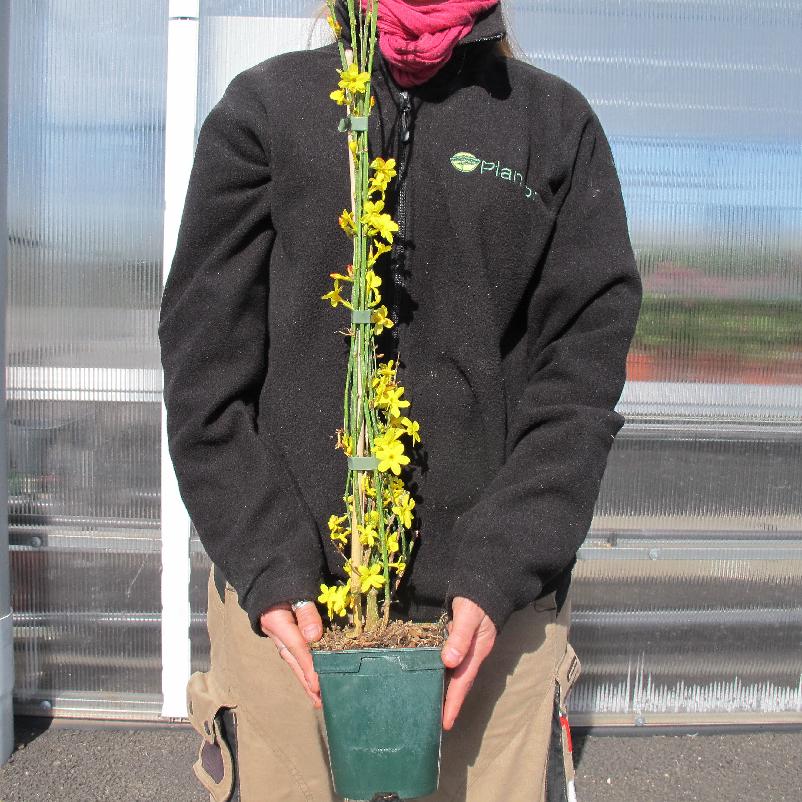 Jasmin d'hiver - Vente en ligne au meilleur prix