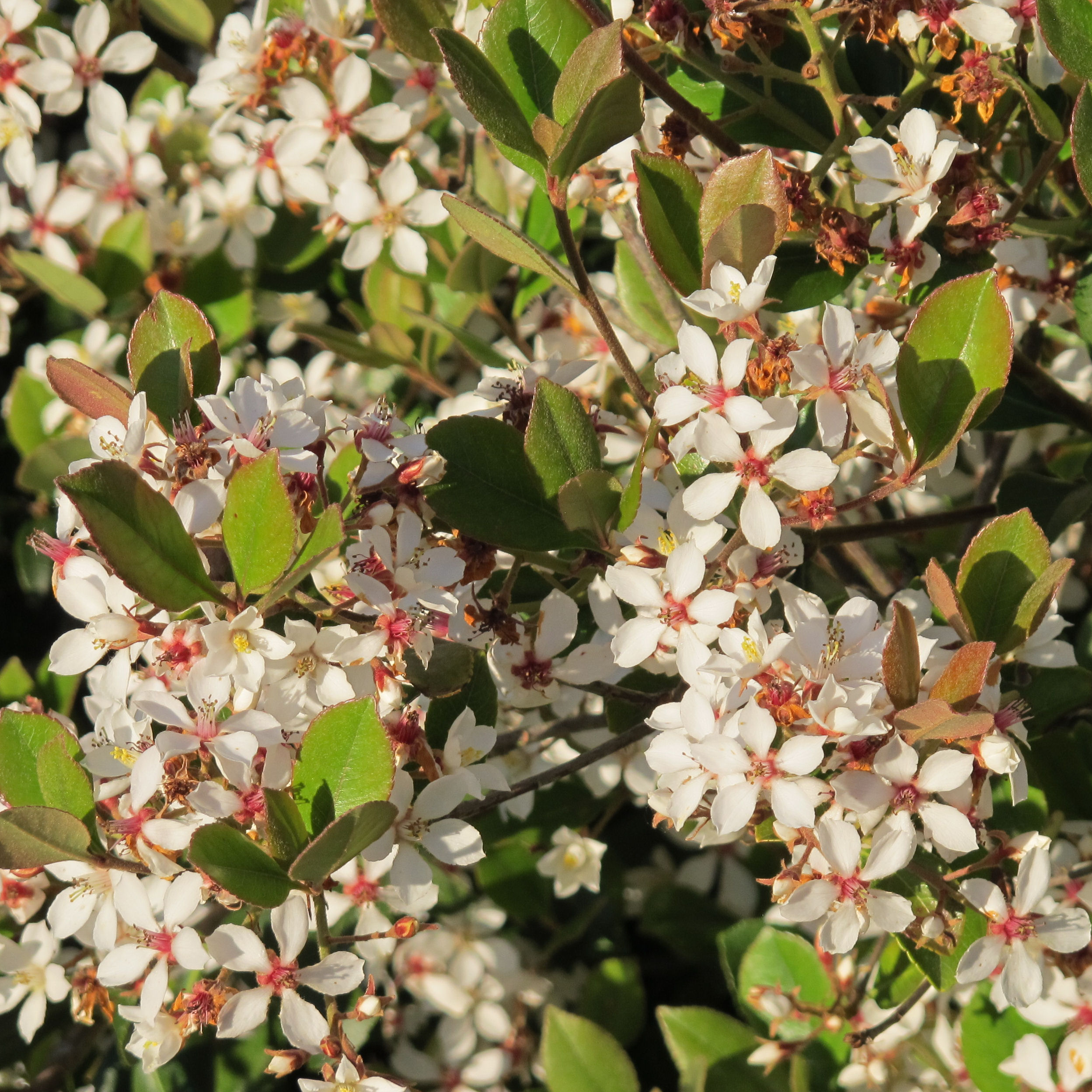 Rhaphiolépis Delacour - Vente en ligne au meilleur prix