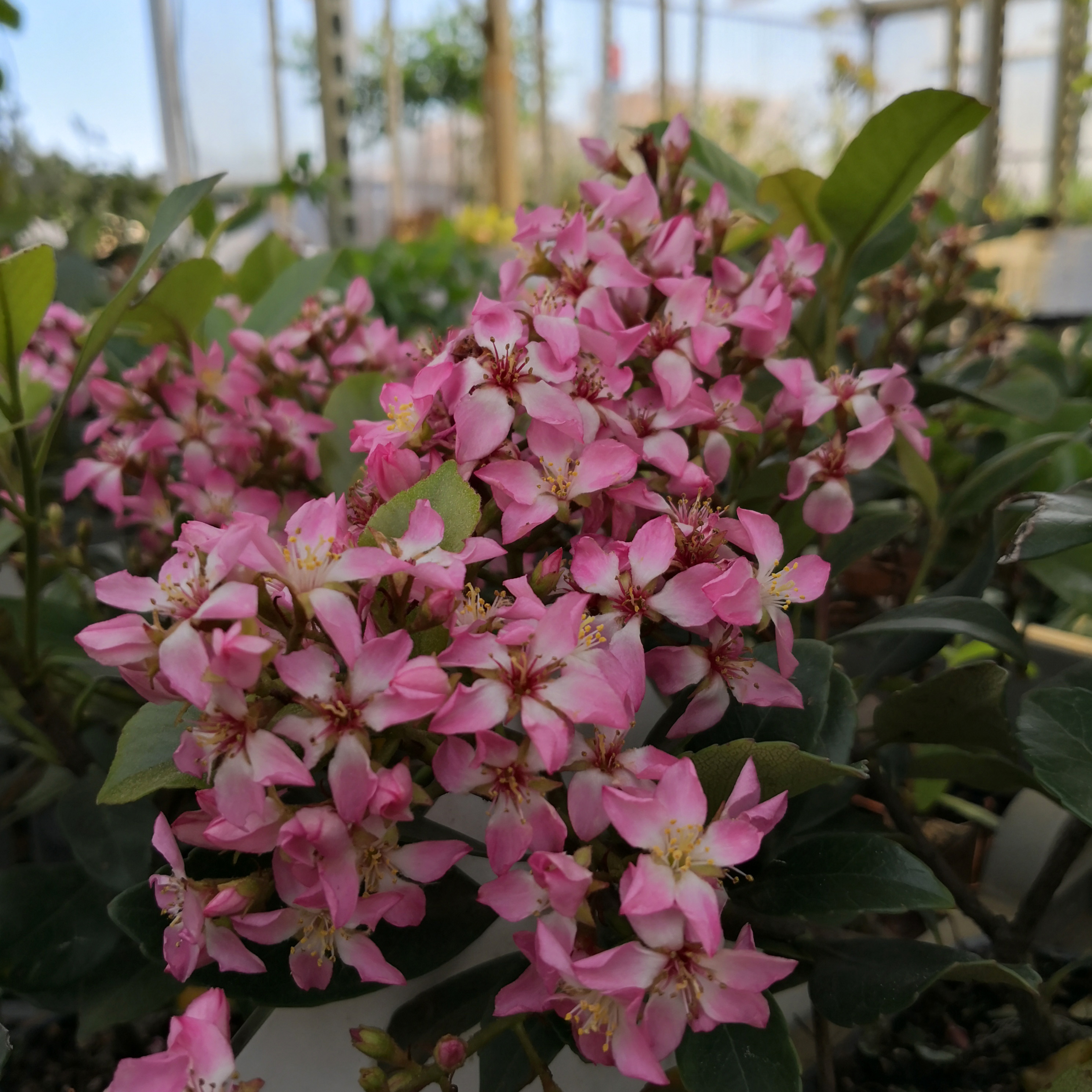 Rhaphiolépis Delacour - Vente en ligne au meilleur prix