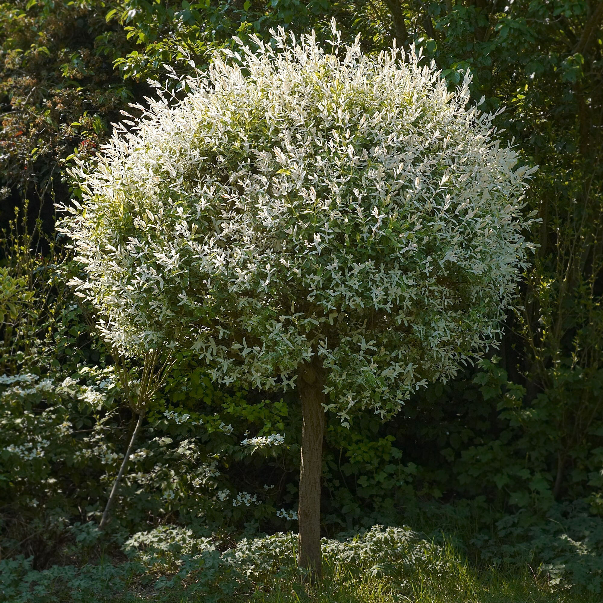 Saule crevette 'Hakuro Nishiki' - Vente en ligne au meilleur prix